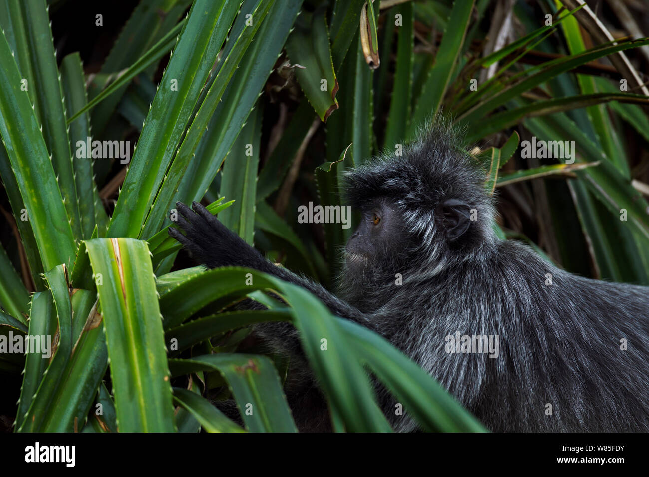 Silver langur hi-res stock photography and images - Alamy