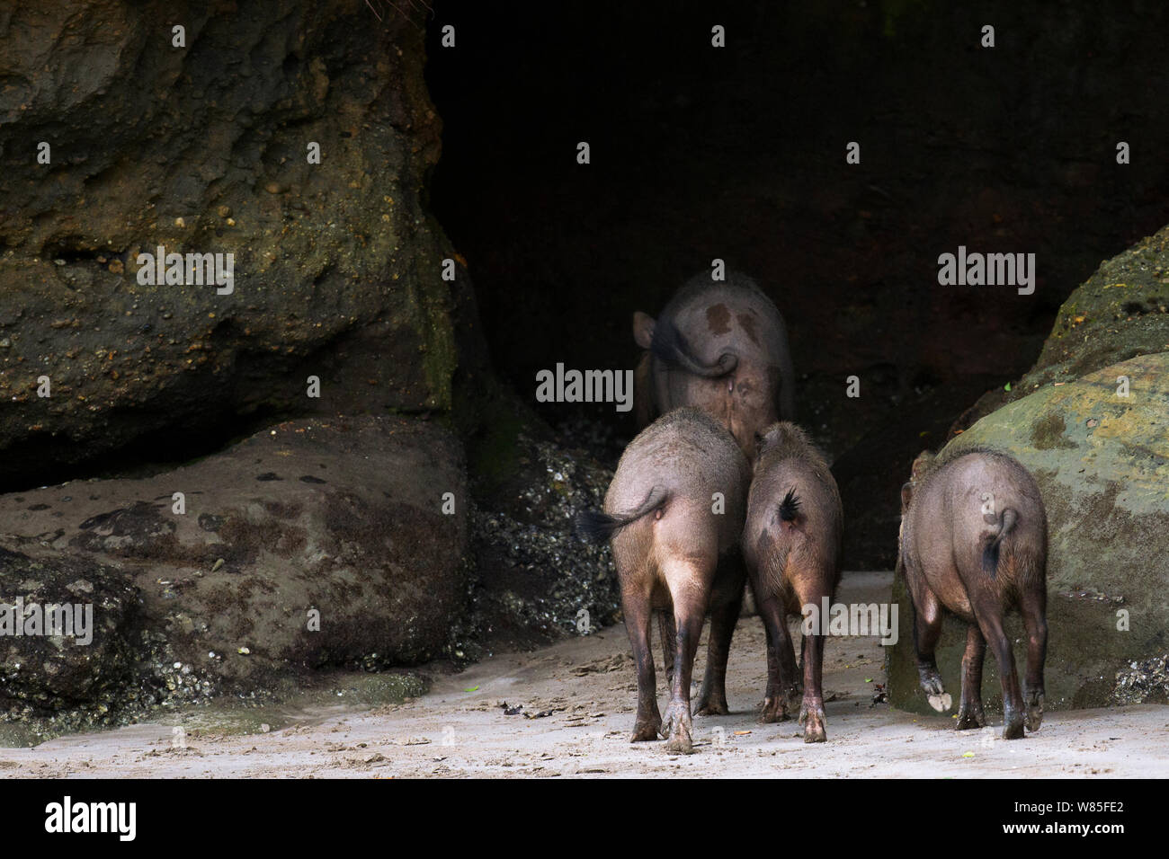 Bearded pigs (Sus barbatus) entering a cave in the eroded sandstone ...