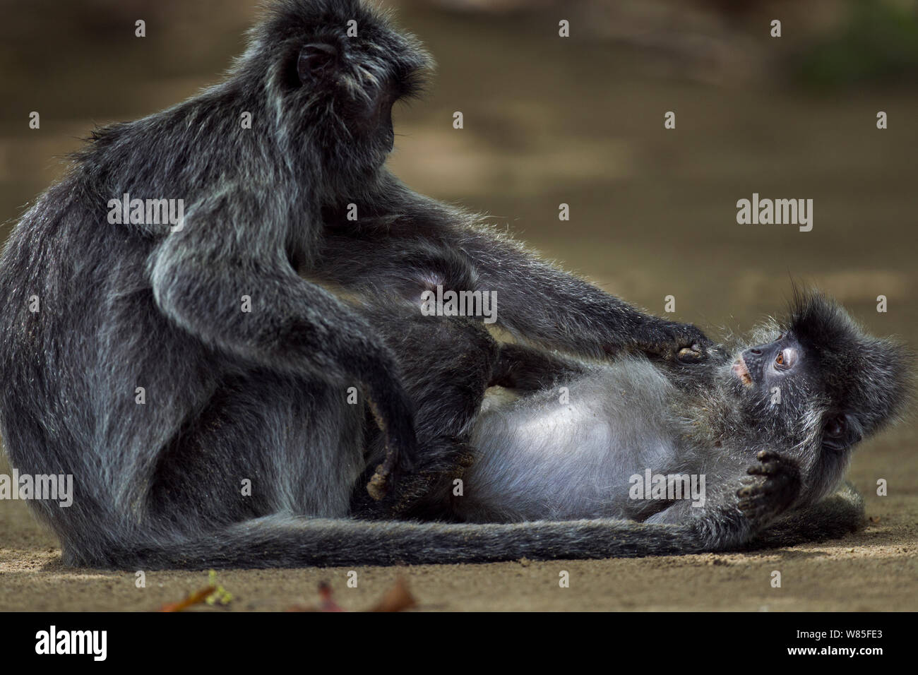 Silvered / silver-leaf langurs (Trachypithecus cristatus) play fighting ...