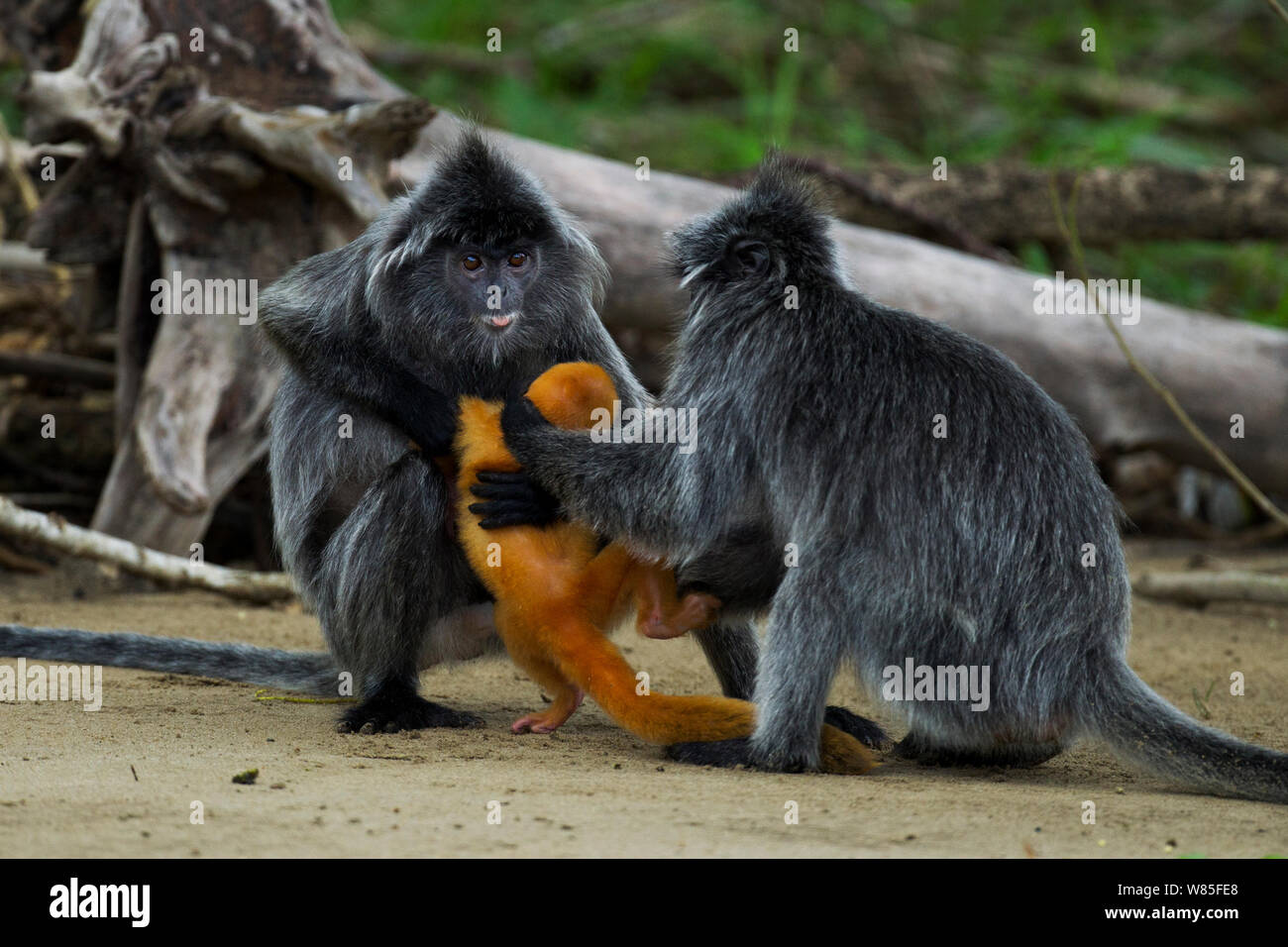 Silver langur hi-res stock photography and images - Alamy
