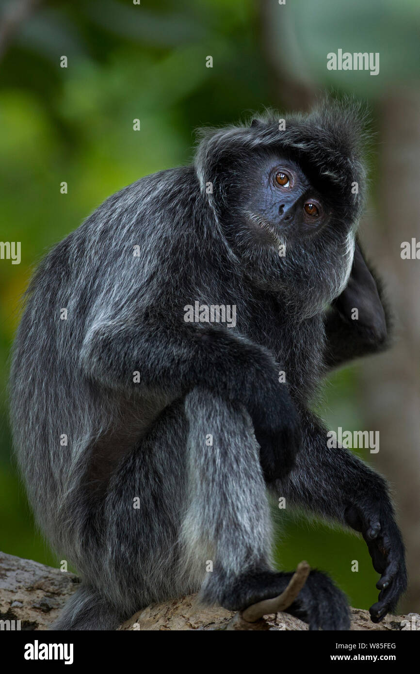 Silver langur hi-res stock photography and images - Alamy
