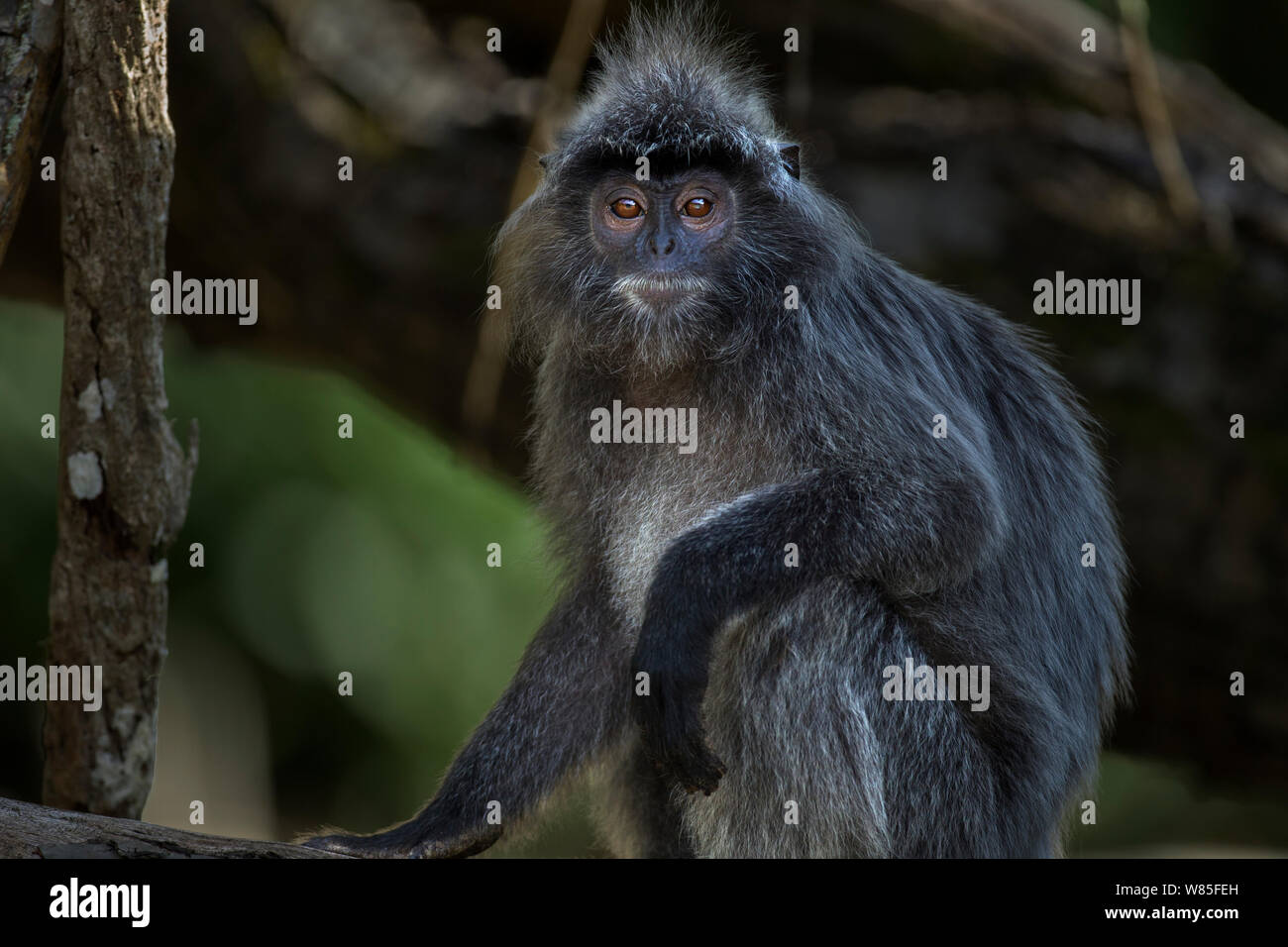 Silver langur hi-res stock photography and images - Alamy