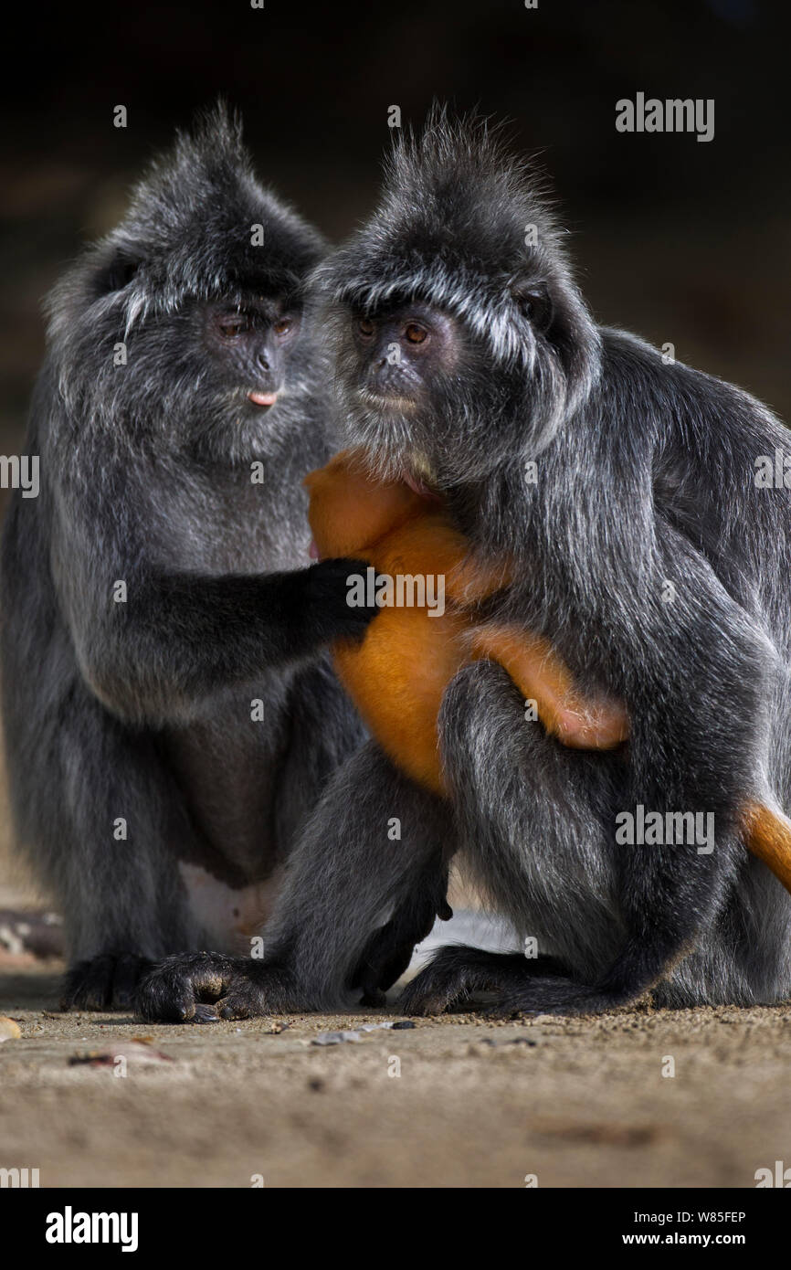 Silver langur hi-res stock photography and images - Alamy