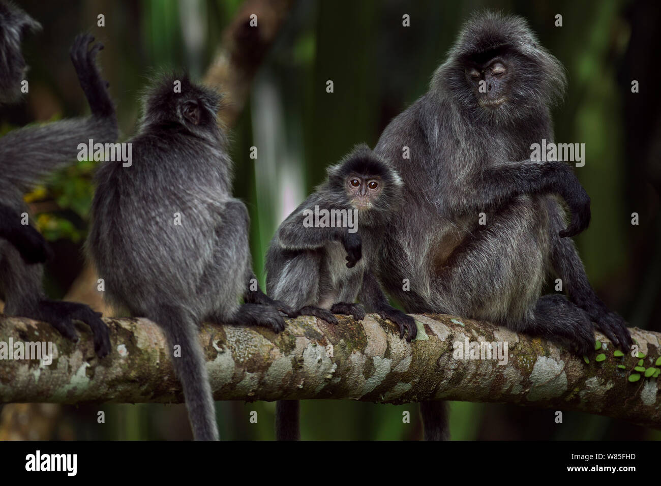Silver langur hi-res stock photography and images - Alamy