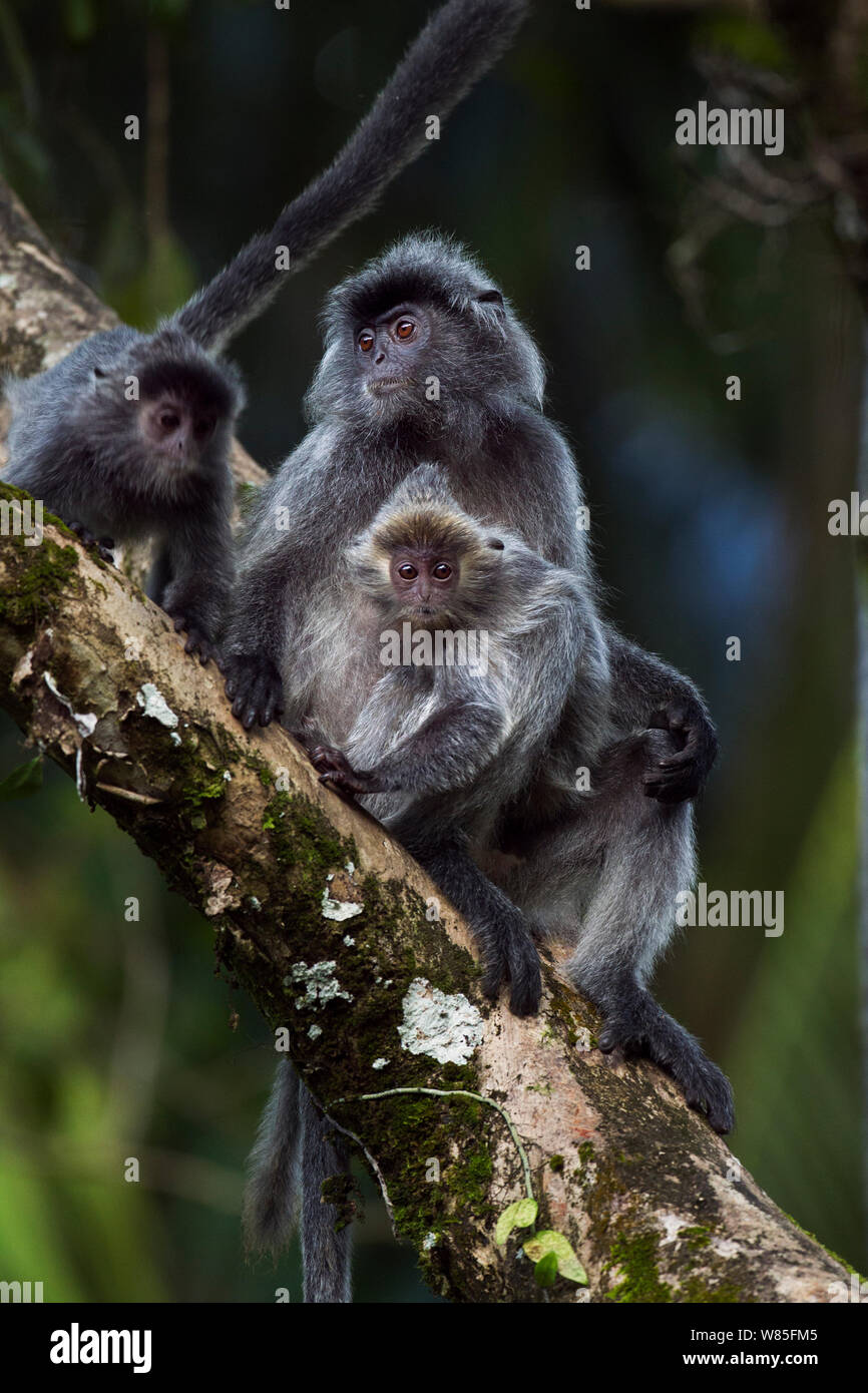 Silver langur hi-res stock photography and images - Alamy