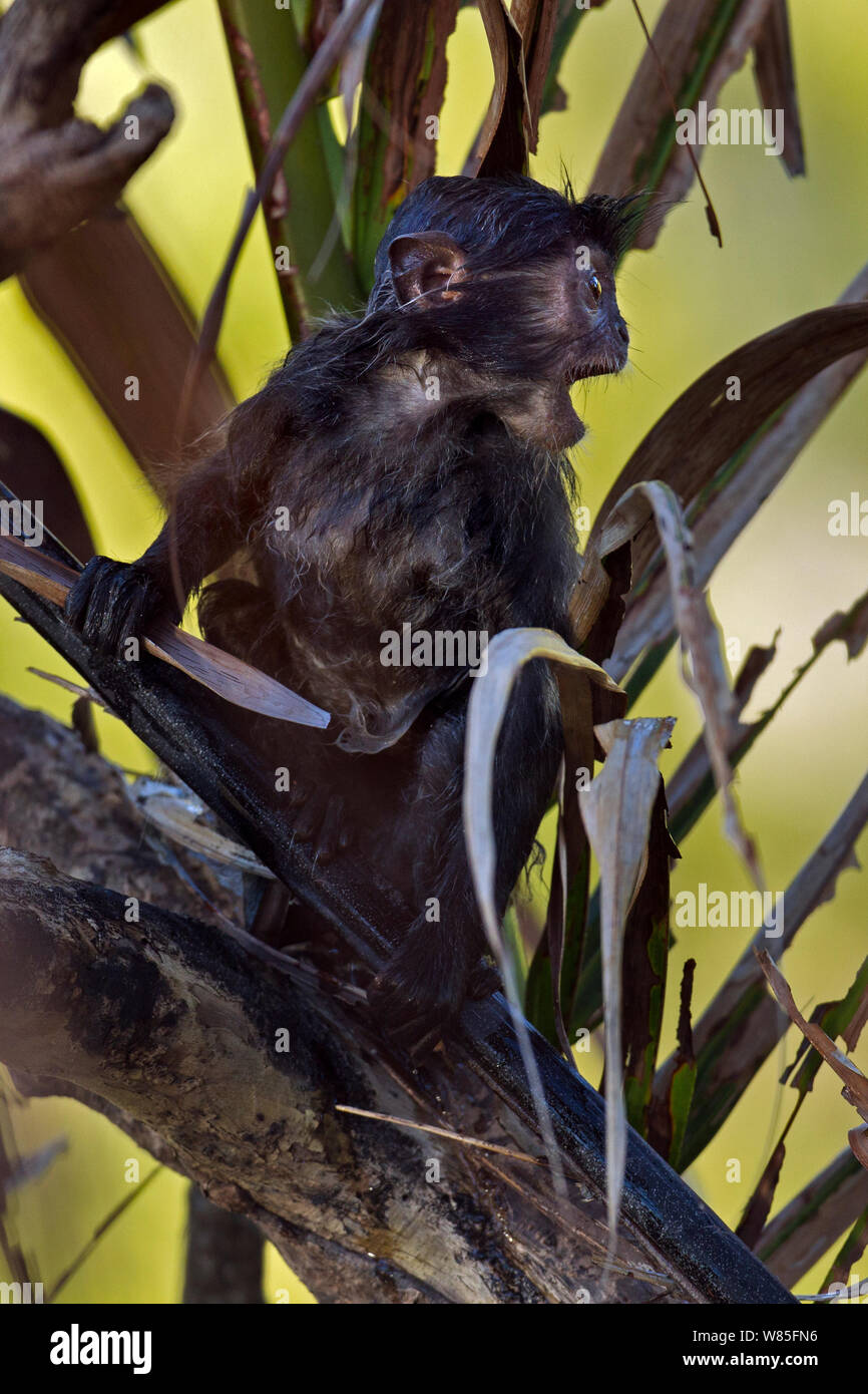 Trachypithecus cristata hi-res stock photography and images - Alamy