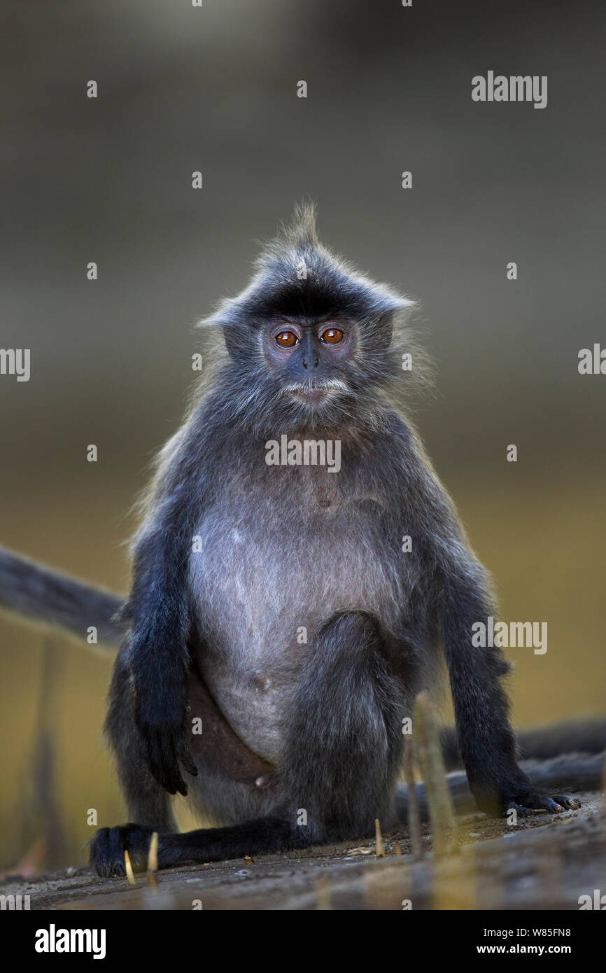 Silver langur hi-res stock photography and images - Alamy