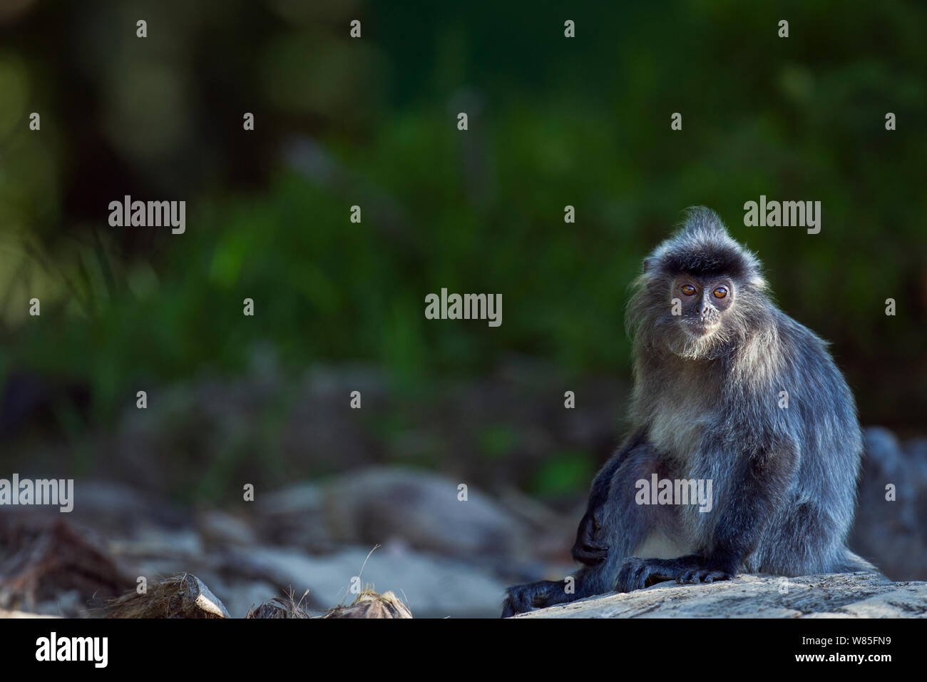 Silver langur hi-res stock photography and images - Alamy
