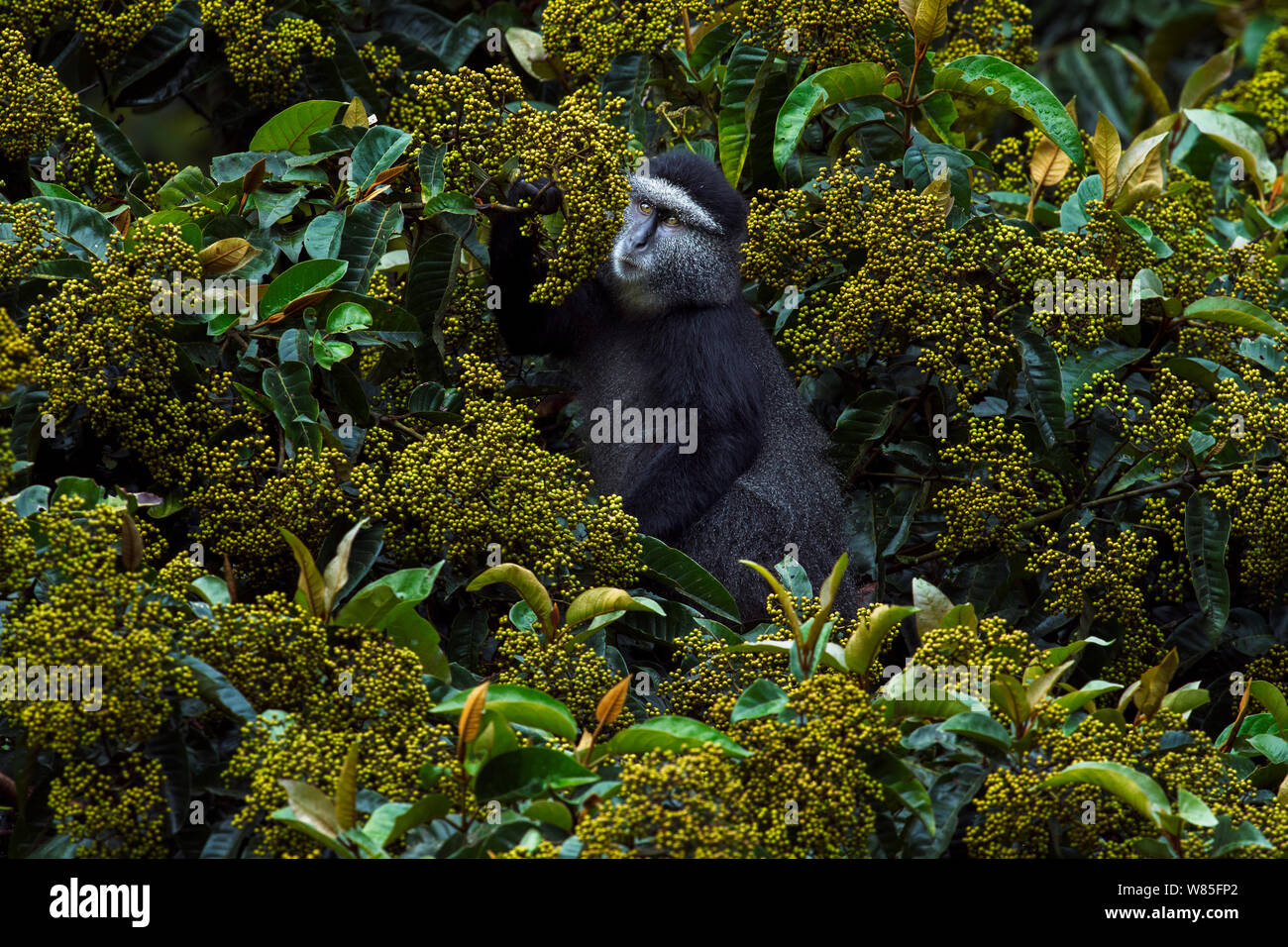 Harungana madagascariensis hi-res stock photography and images - Alamy