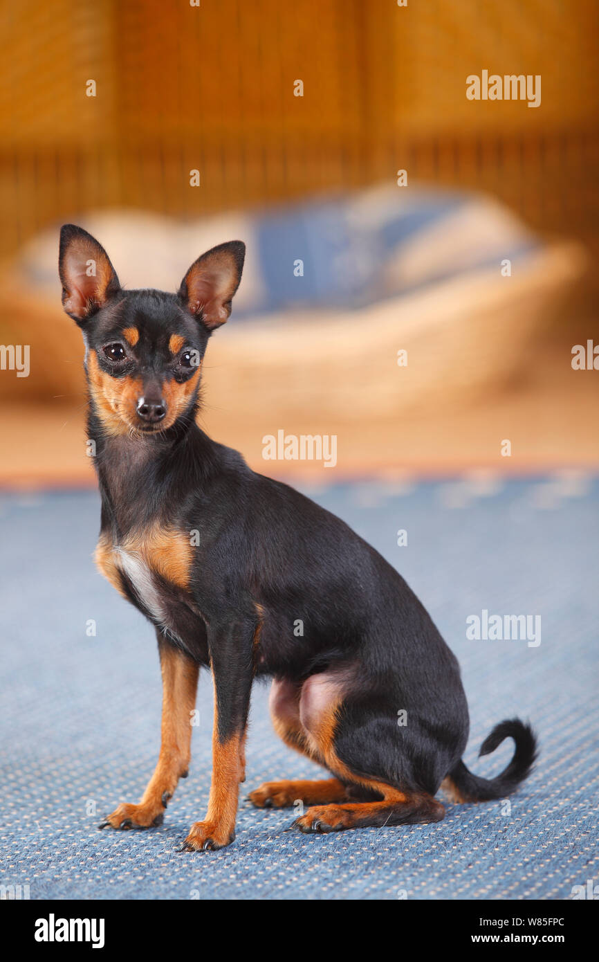 Prague ratter / Prazsky Krysarik dog, bitch, portrait Stock Photo - Alamy