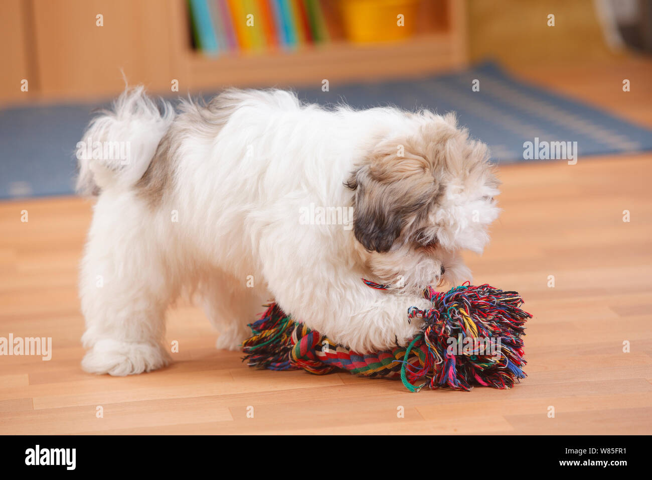 Shih tzu cross hi-res stock photography and images - Alamy