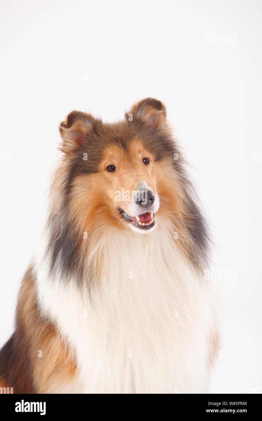 Rough Collie, sable-white male, portrait against white background Stock ...