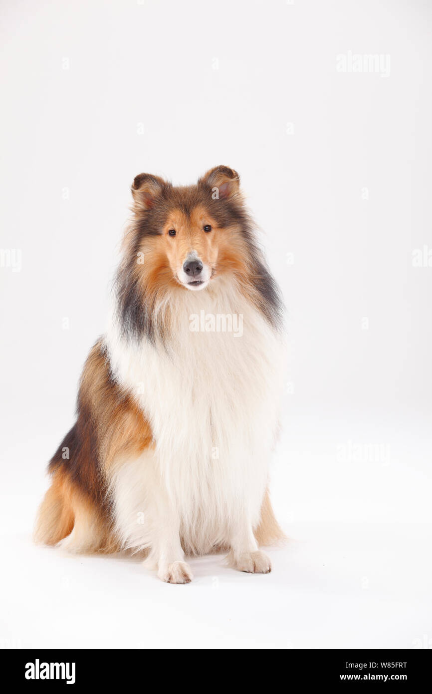 Rough Collie, sable-white male, portrait against white background Stock ...