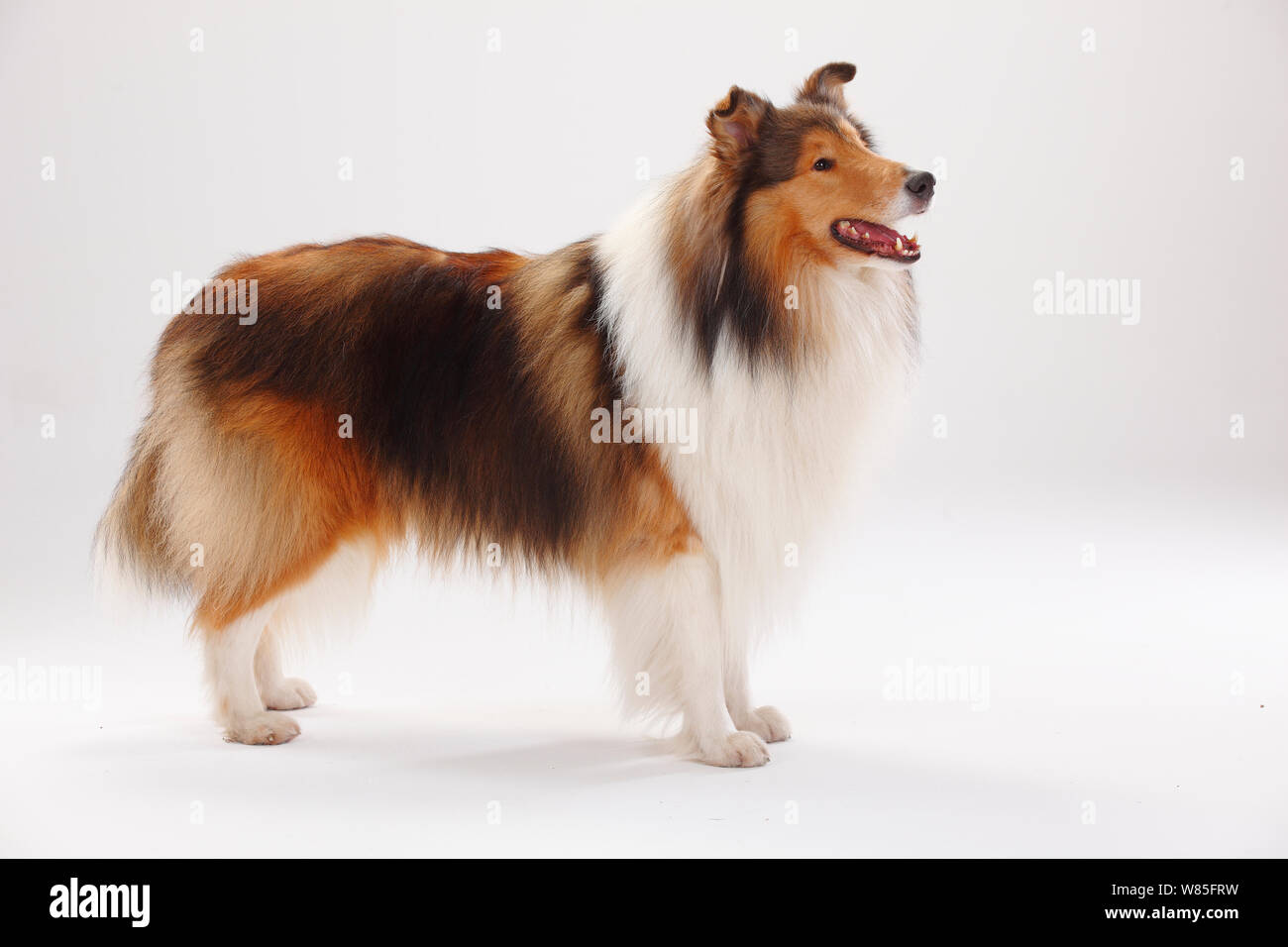 Rough Collie, sable-white male, portrait against white background Stock ...