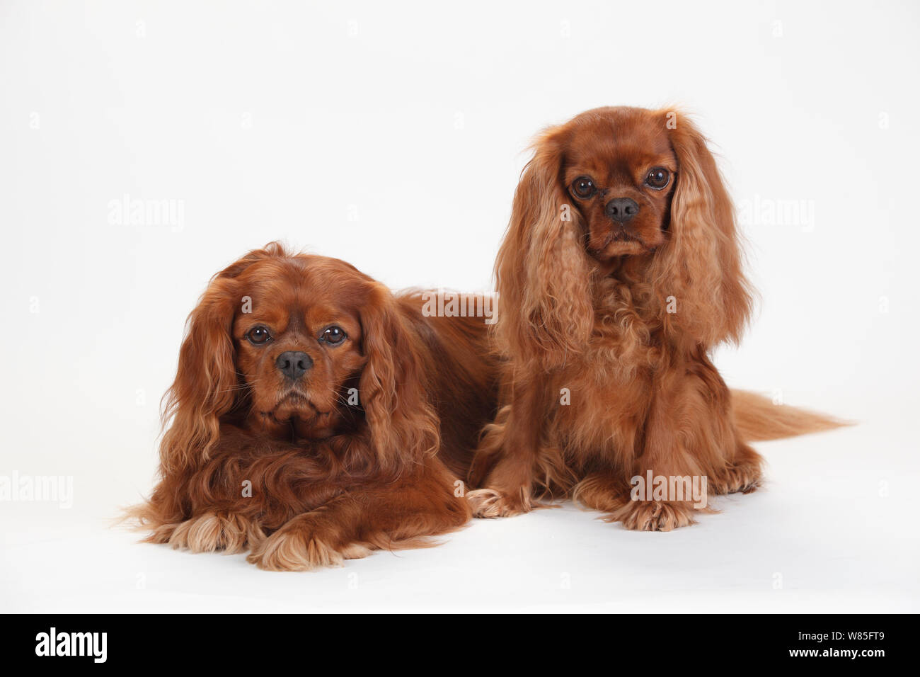 Cavalier King Charles Spaniel, males, ruby Stock Photo - Alamy