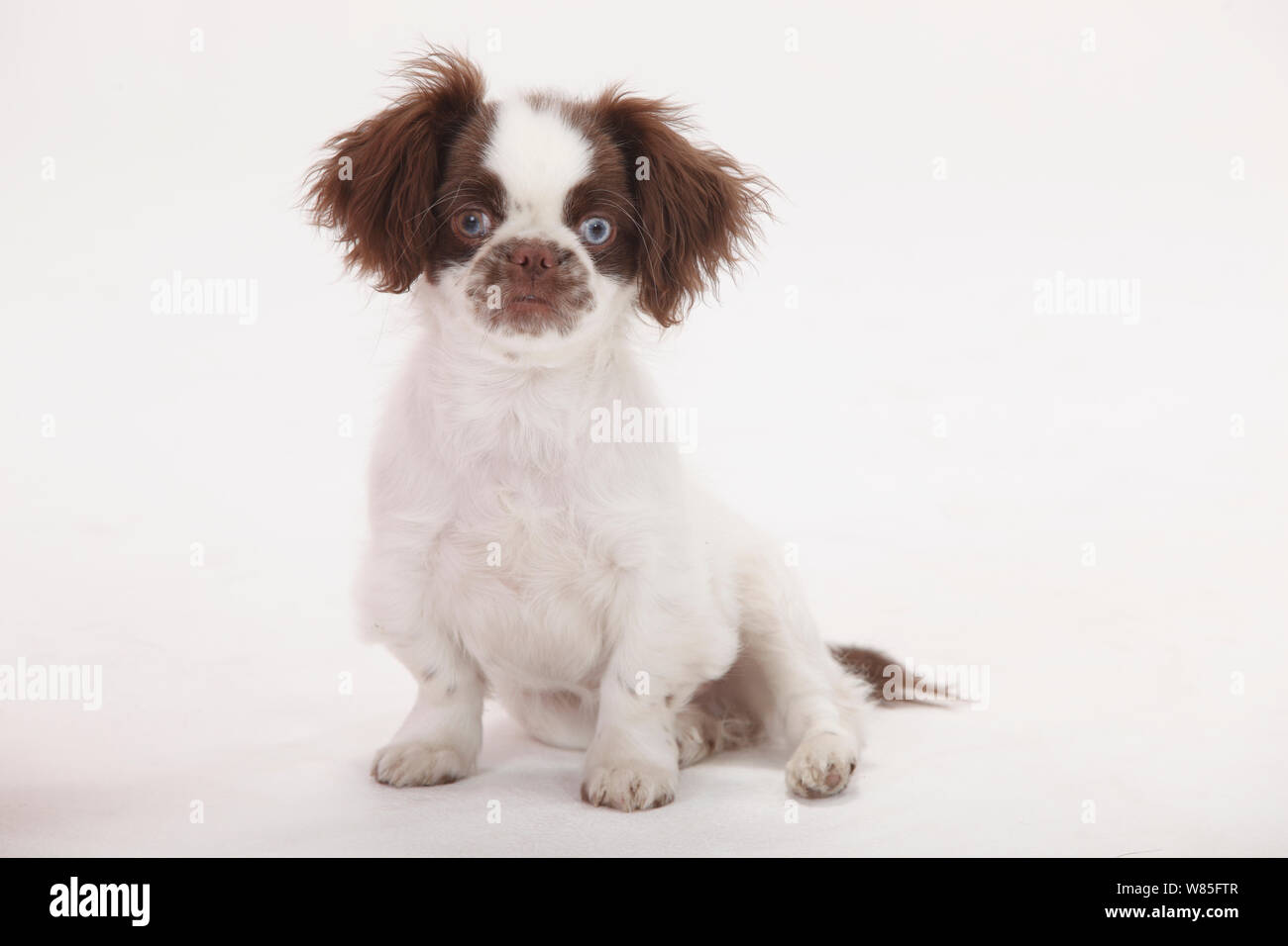 Pekingese cross hi-res stock photography and images - Alamy