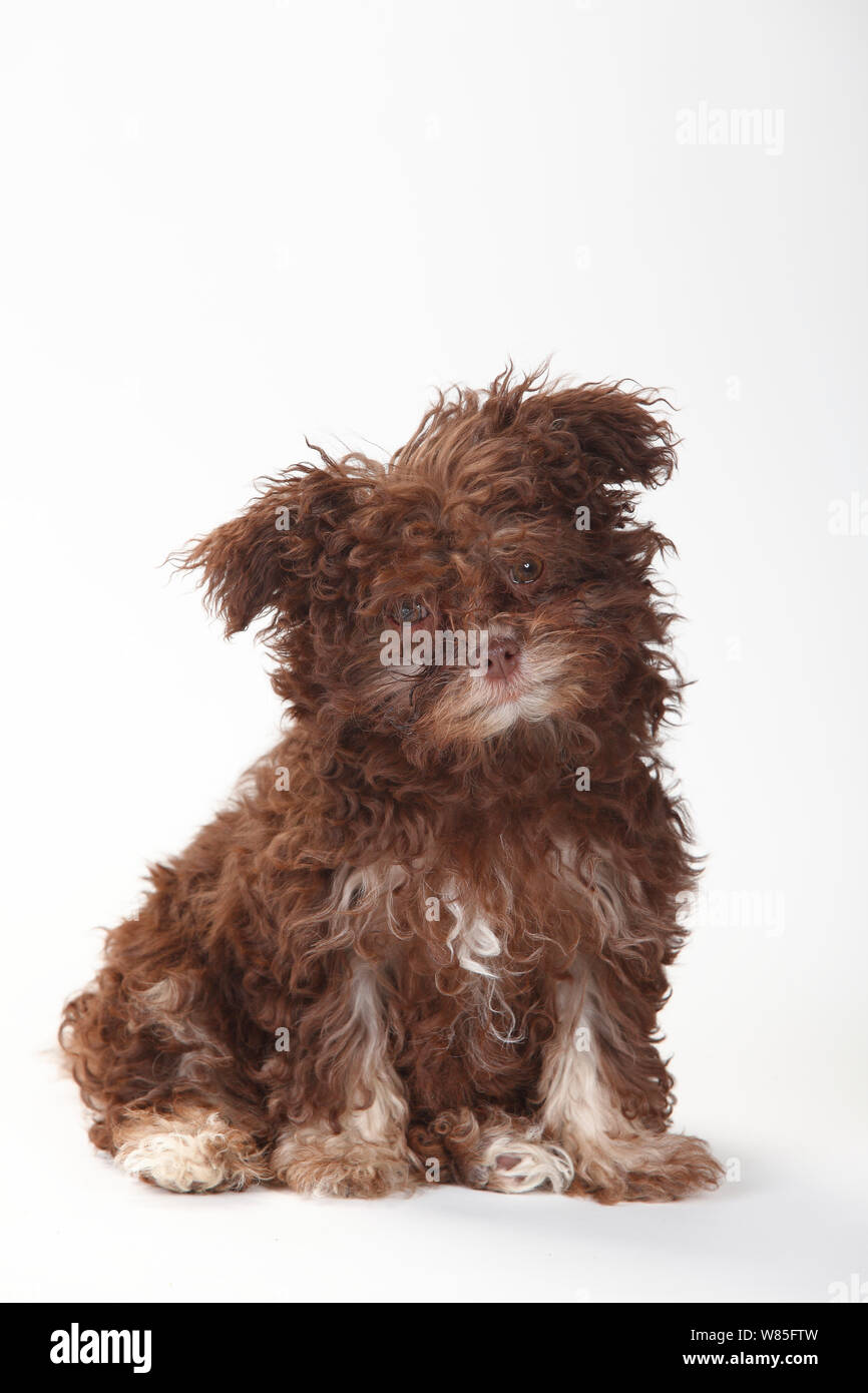 Bolonka zwetna puppy bolonka zwetna hi-res stock photography and images ...