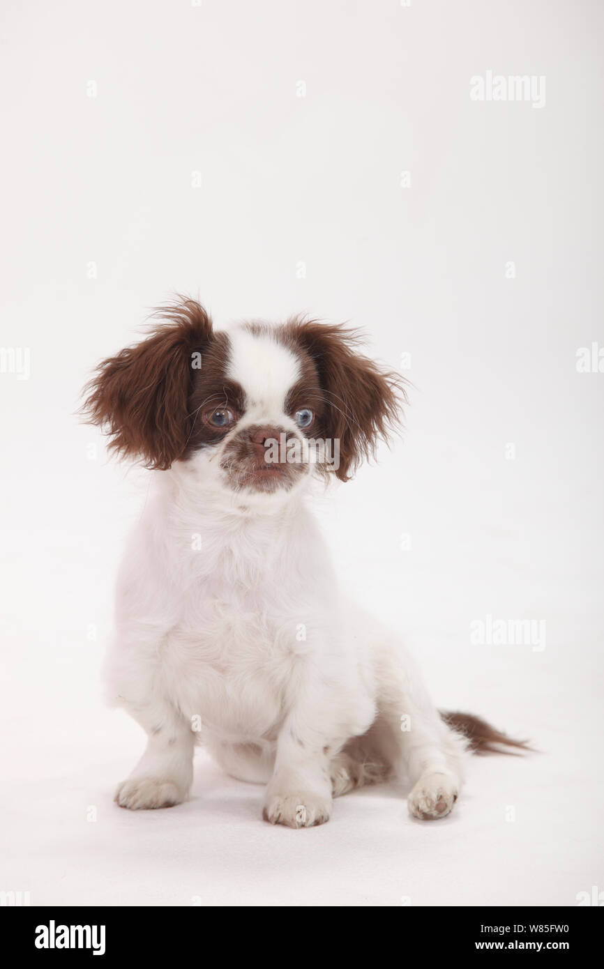 Pekingese cross hi-res stock photography and images - Alamy