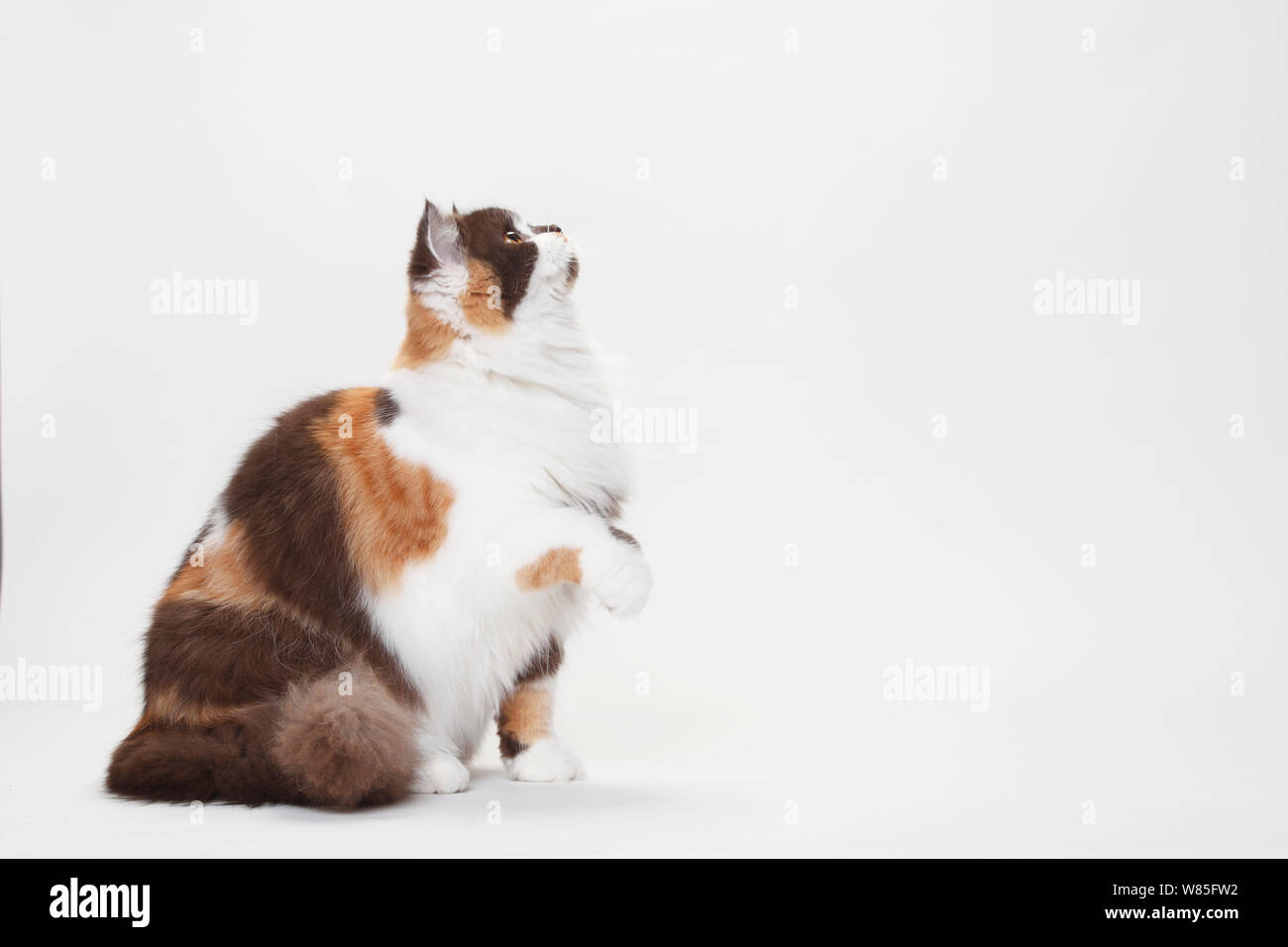 British Longhair Cat, chocolate-tortie-white, portrait against white ...