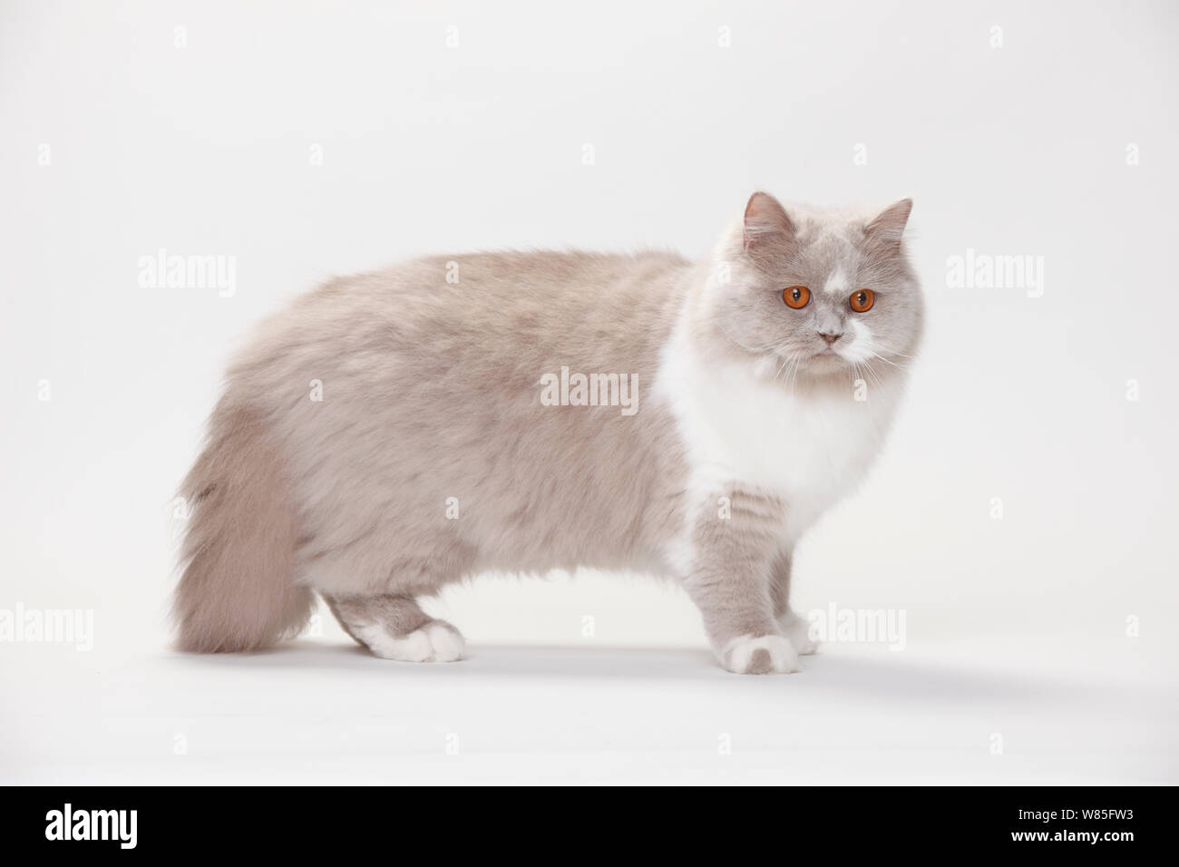 British Longhair Cat, lilac-white (Highlander, Lowlander, Britanica ...