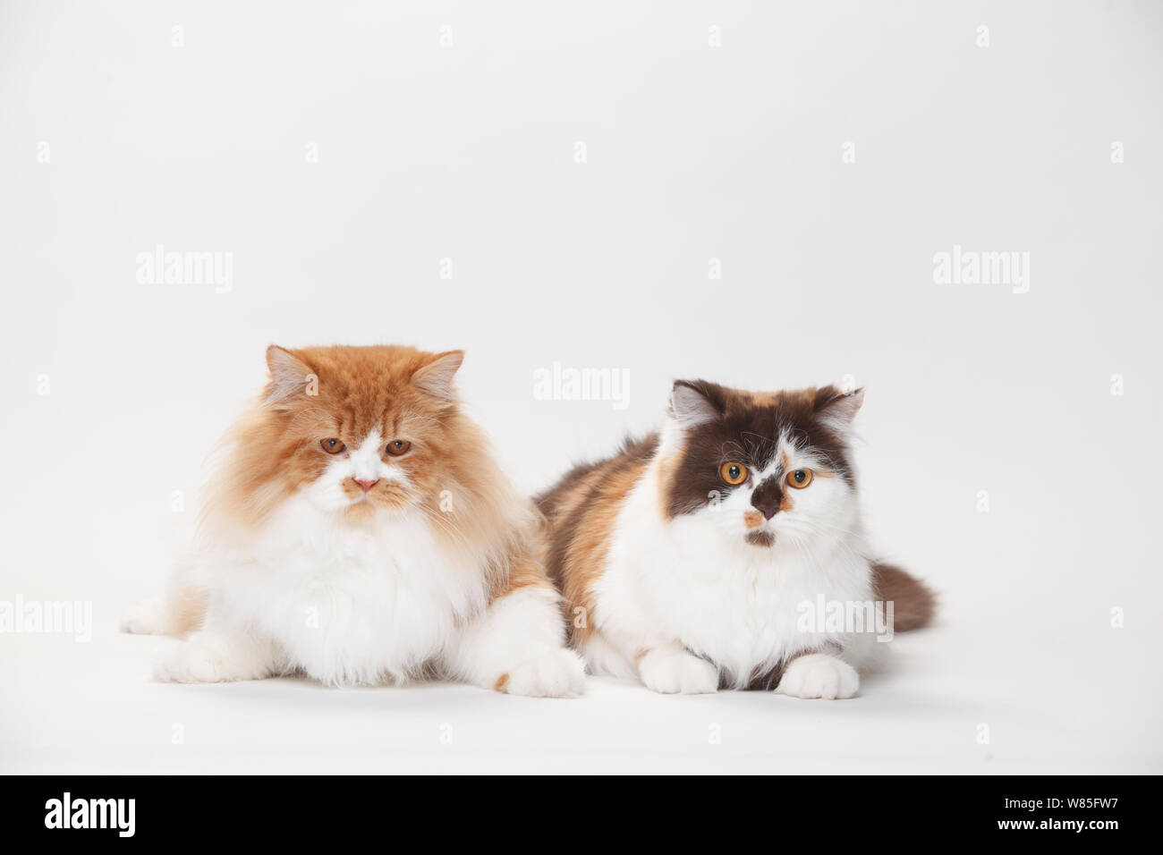 British Longhair Cats, red-white and chocolate-tortie-white, resting ...