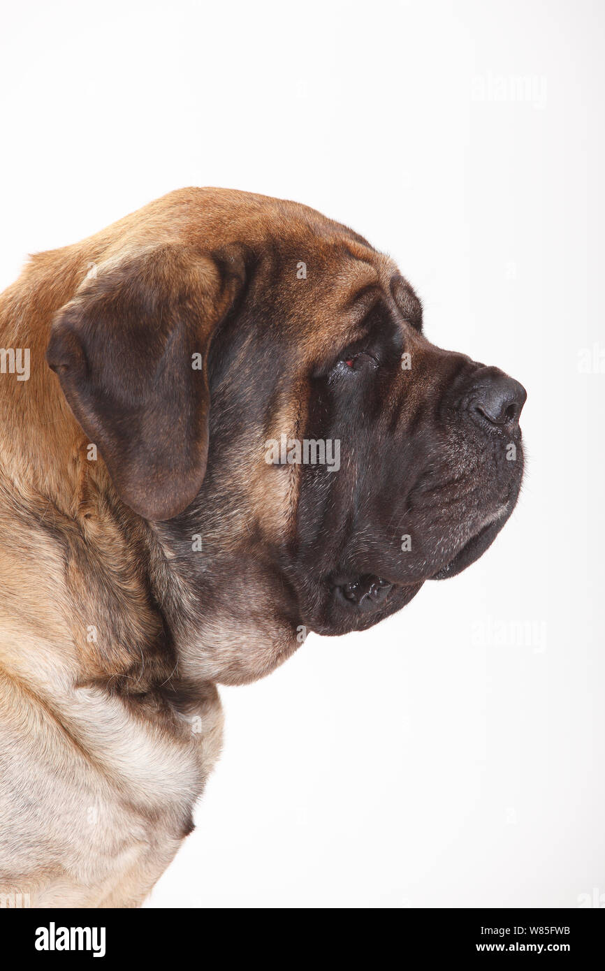 English Mastiff, male, portrait against white background Stock Photo ...