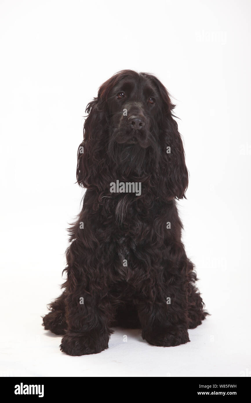 English Cocker Spaniel, male, black Stock Photo - Alamy
