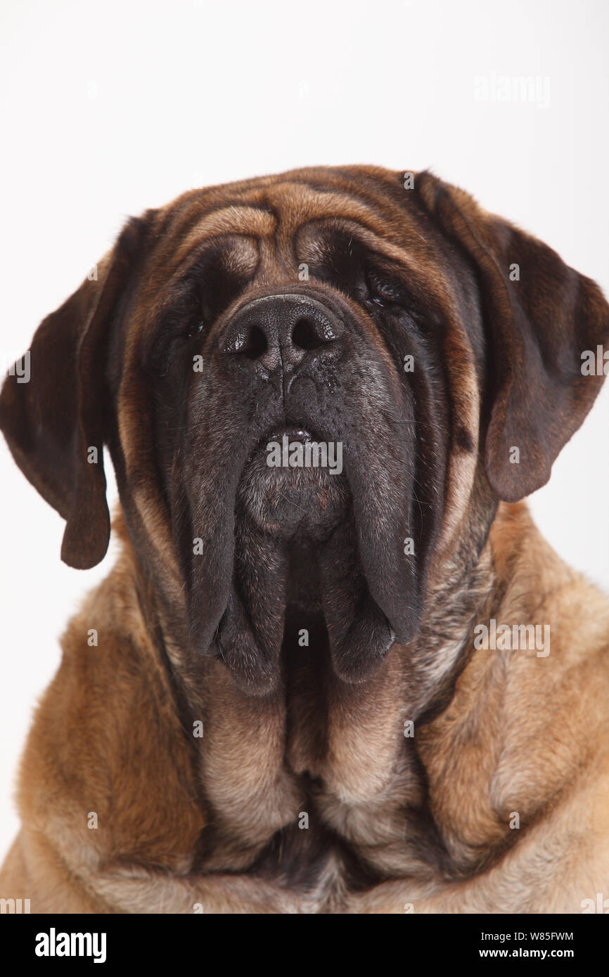 English Mastiff male, portrait against white background Stock Photo - Alamy