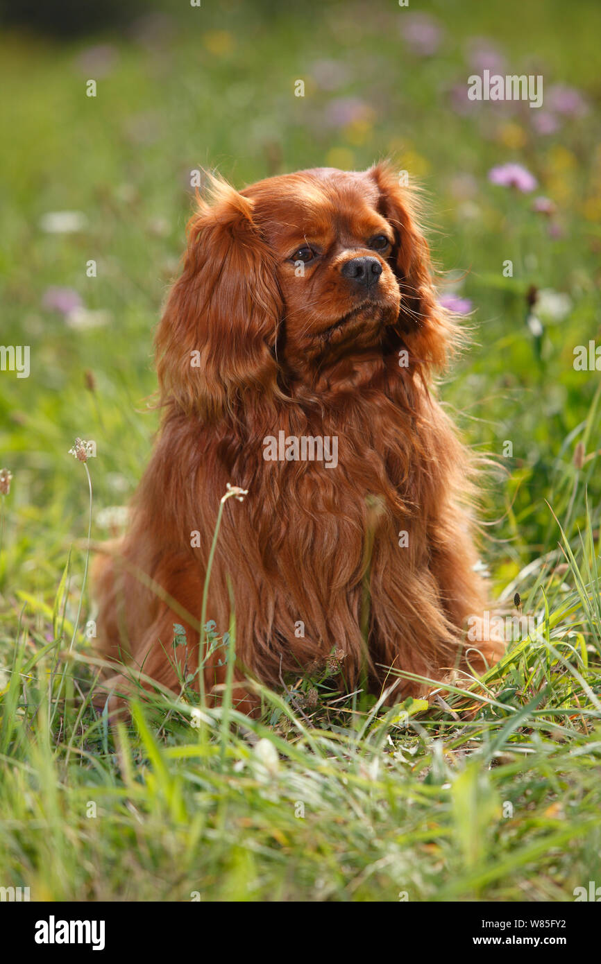 Cavalier king charles spaniel ruby hi-res stock photography and images ...