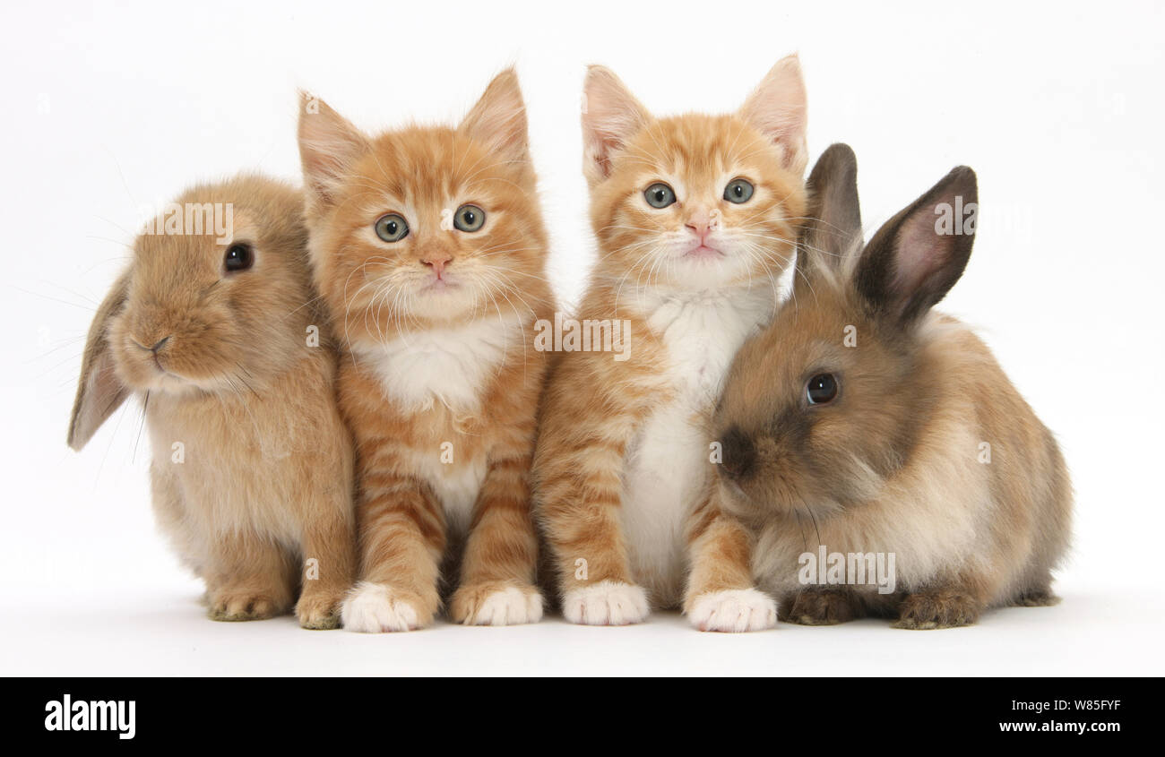 Ginger kittens age 7 weeks, sitting in row with young Lionhead Lop ...