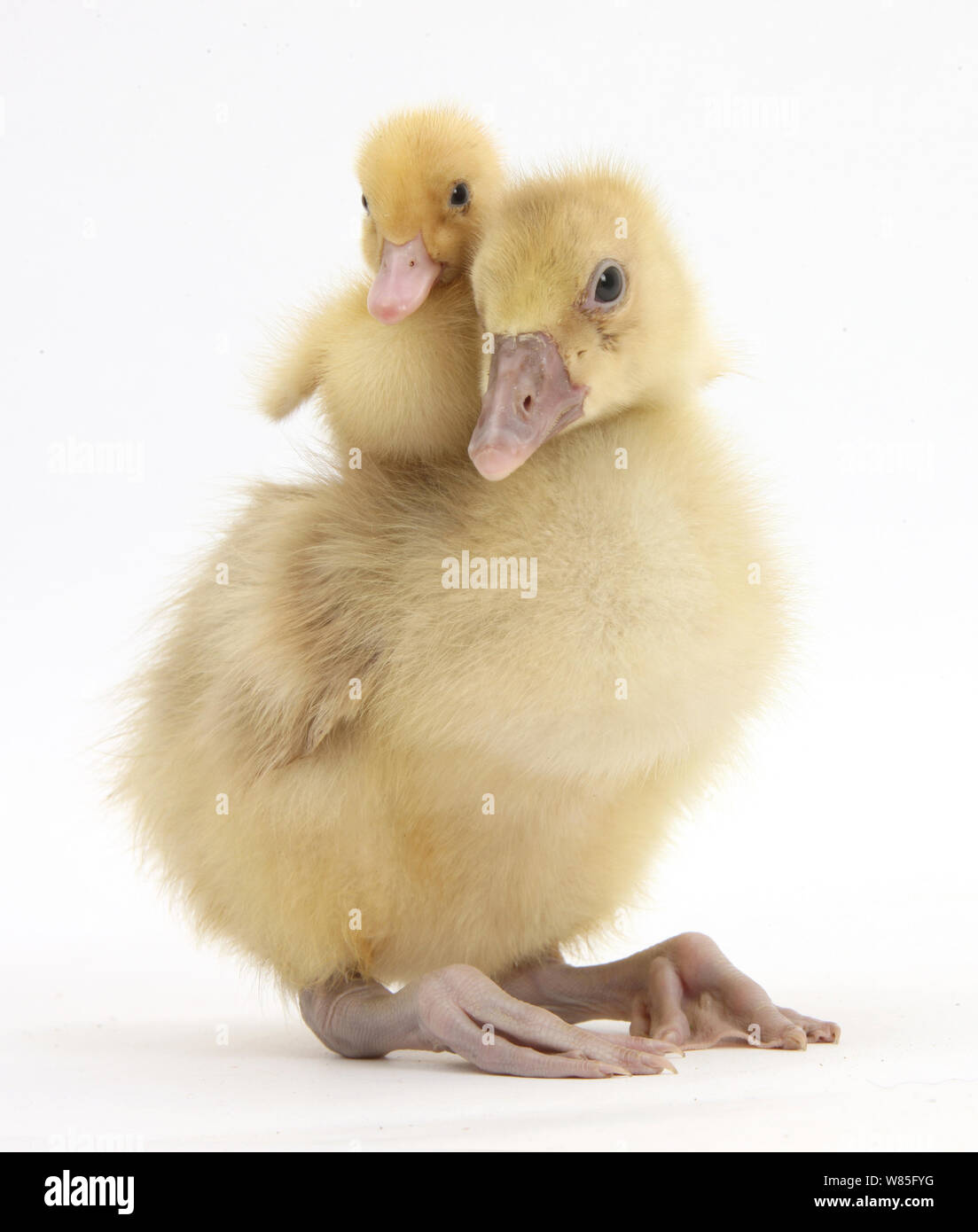 Yellow duckling on the back of gosling Stock Photo - Alamy