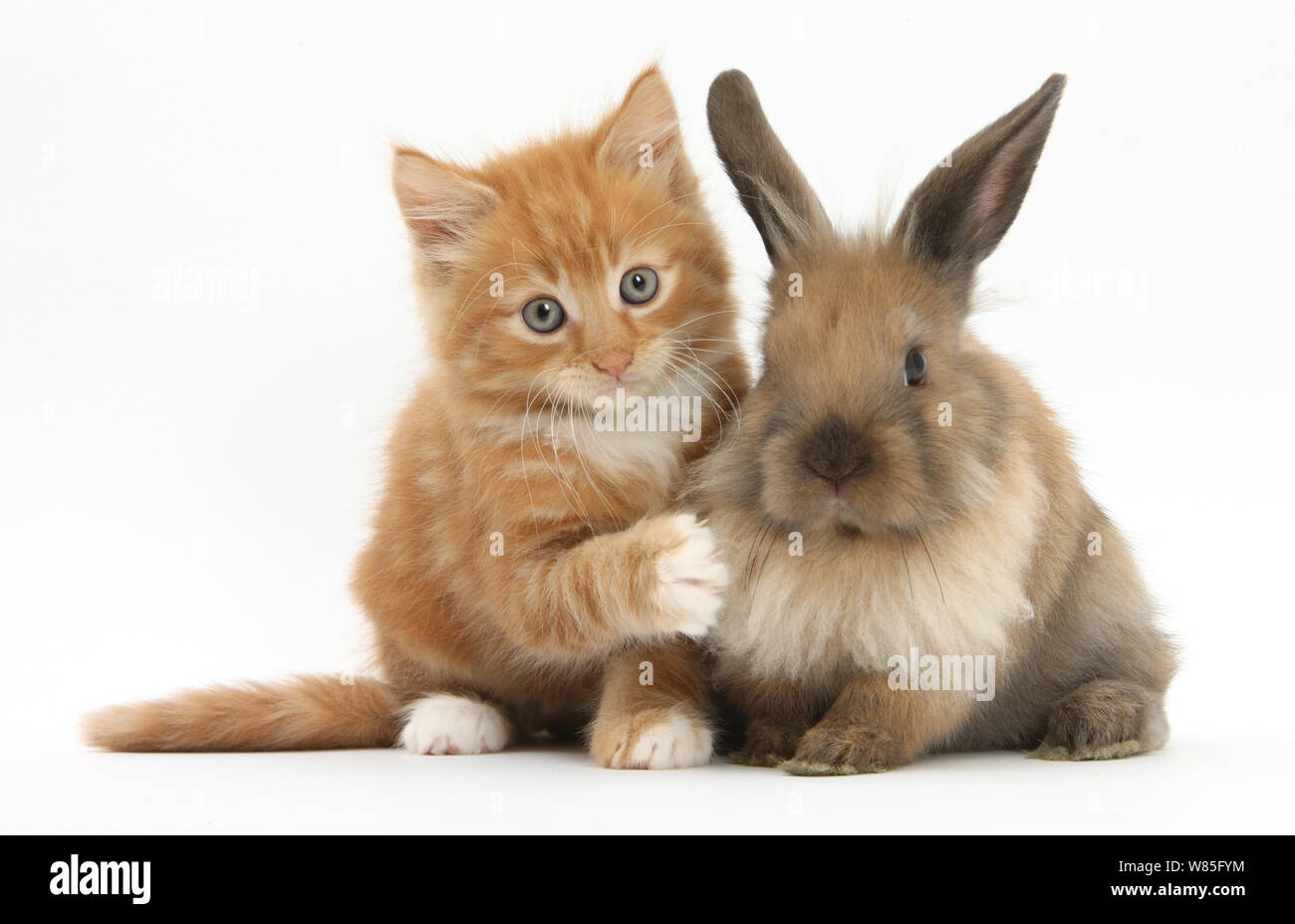 Ginger bunny rabbit Cut Out Stock Images & Pictures - Alamy