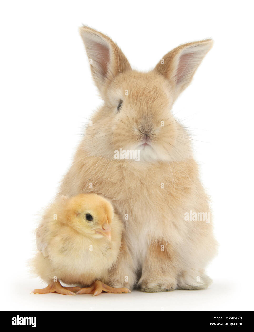 Cute sandy bunny and yellow bantam chick Stock Photo - Alamy