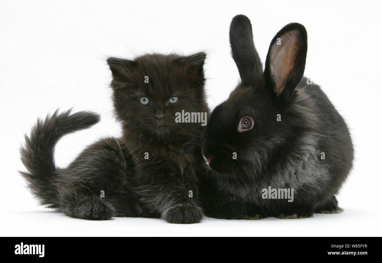Black kitten with black Lionhead cross rabbit Stock Photo - Alamy