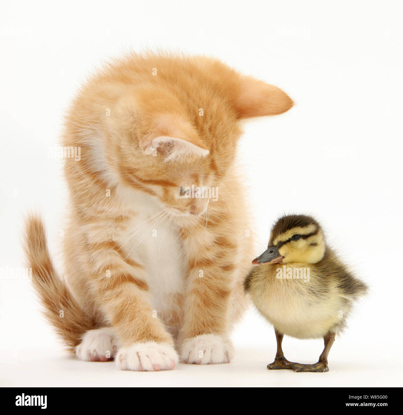Baby Ducks And Kittens