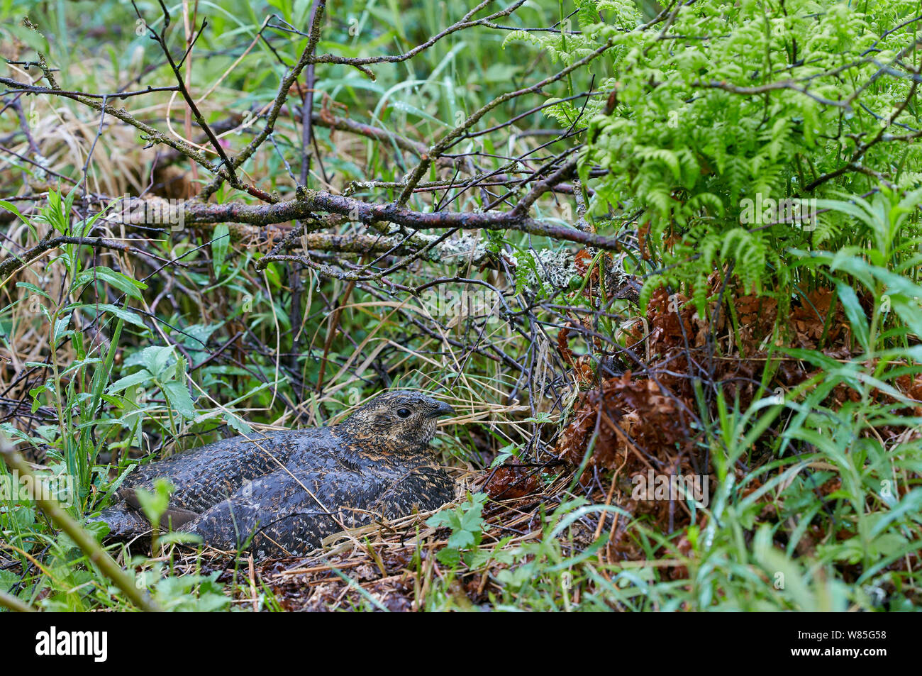 Black Grouse female (Tetrao tetrix) at nest, Vaala Finland June Stock ...