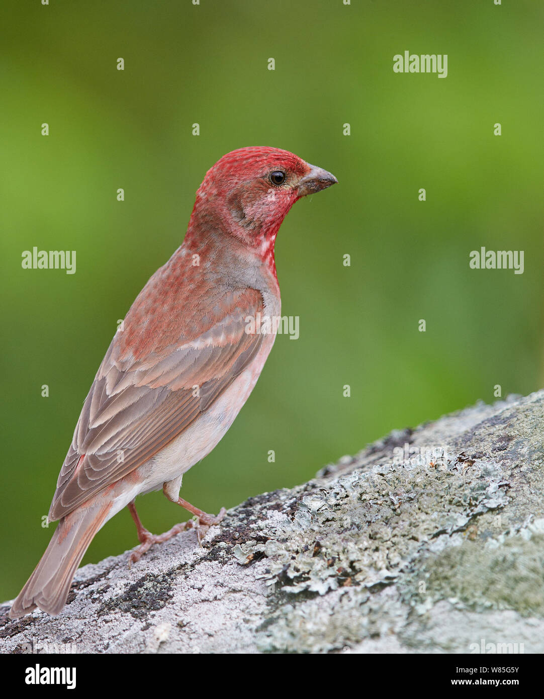 Common rosefinch (Carpodacus erythrinus) adult male Joensuu, Finland ...