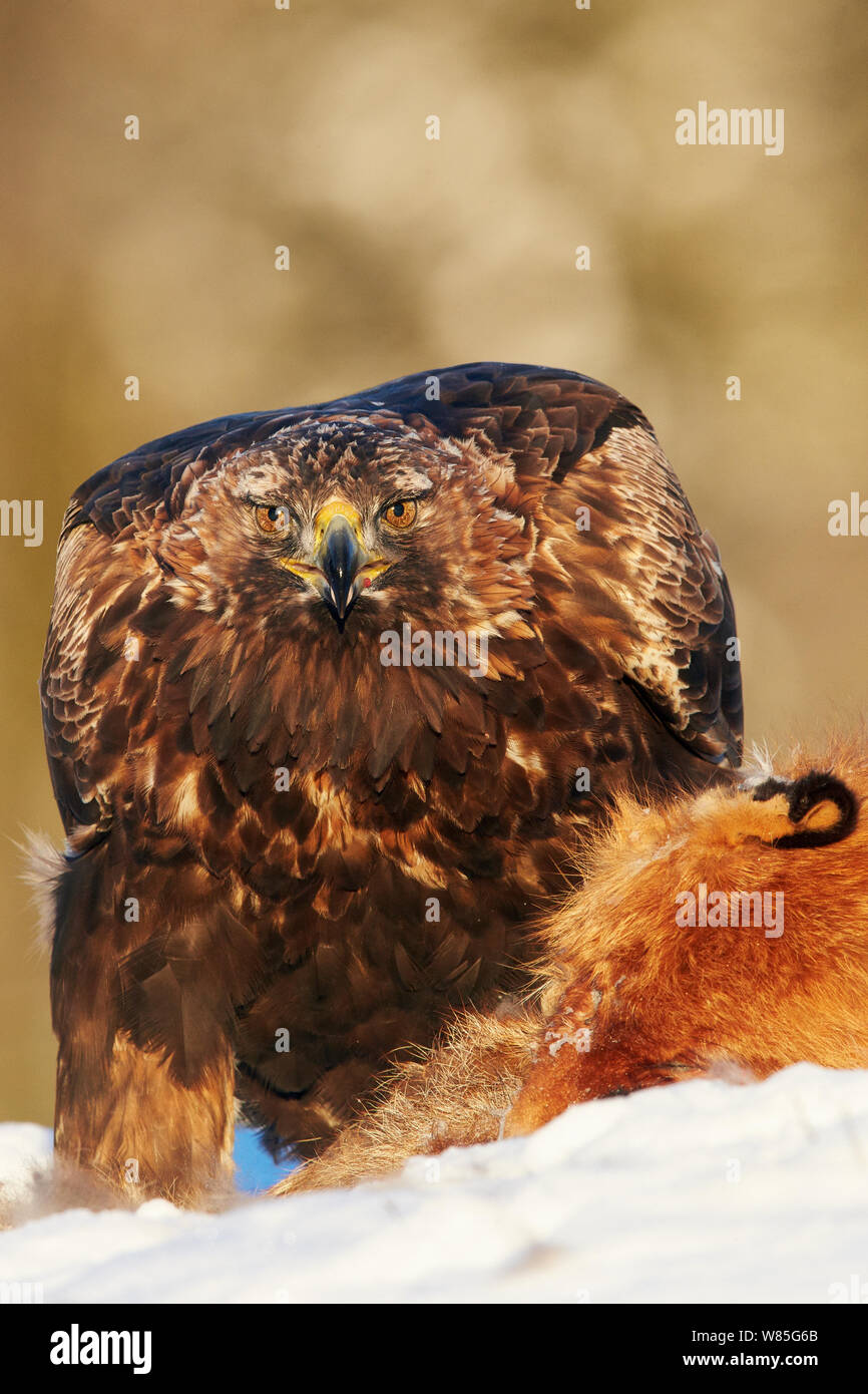 Golden Eagle (Aquila chrysaetos) adult eating Fox, Norway, November ...