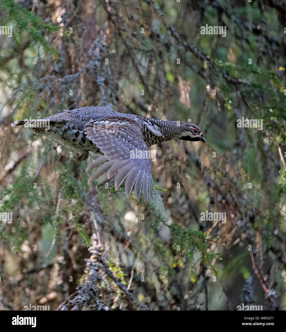 Hazel Grouse (Tetrastes bonasia) Kuusamo, Finland, June Stock Photo - Alamy