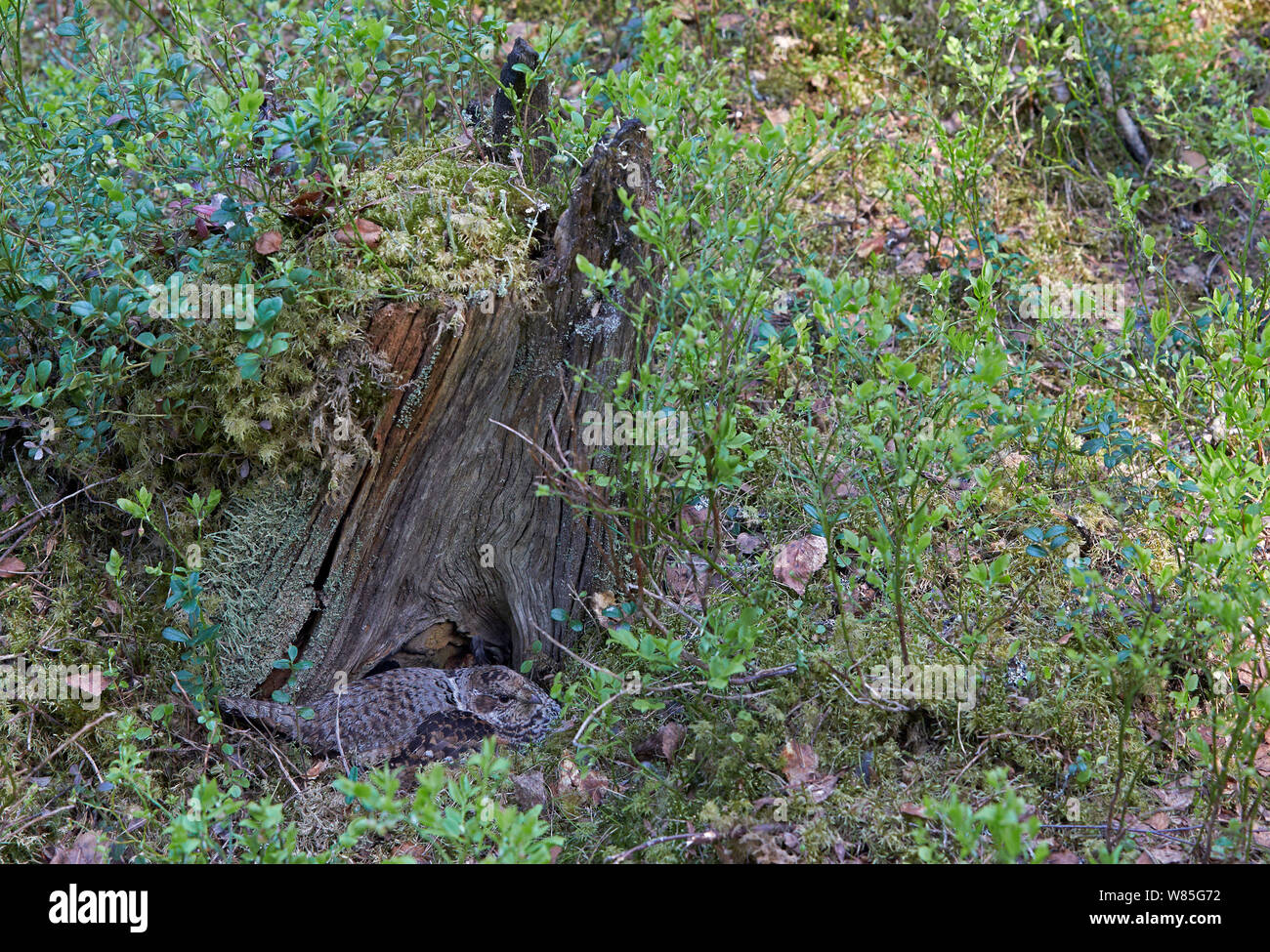 Hazel Grouse (Tetrastes bonasia) female incubating eggs, Kuusamo ...