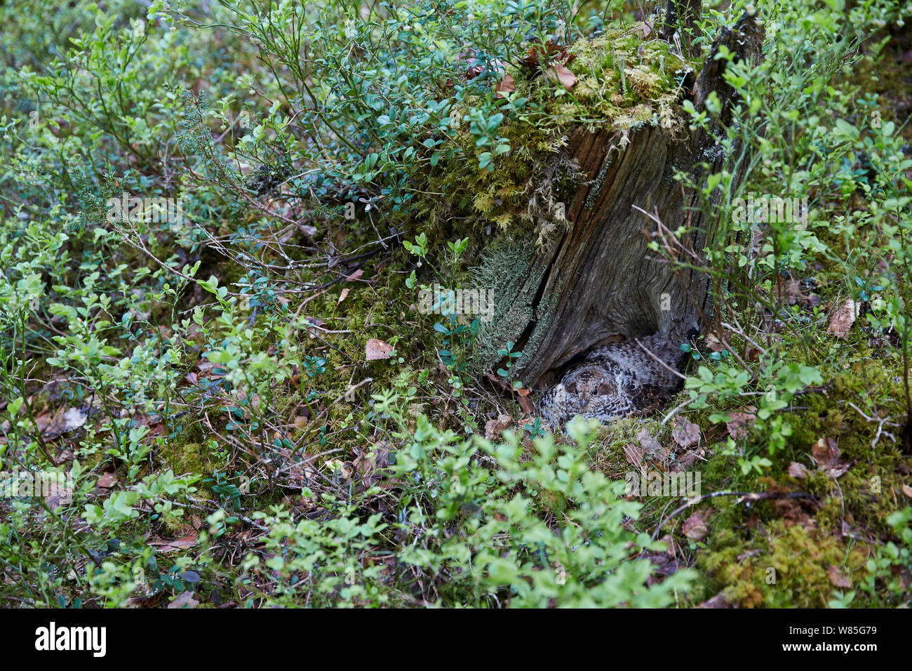 Hazel Grouse(Tetrastes bonasia) female incubating eggs, Kuusamo ...