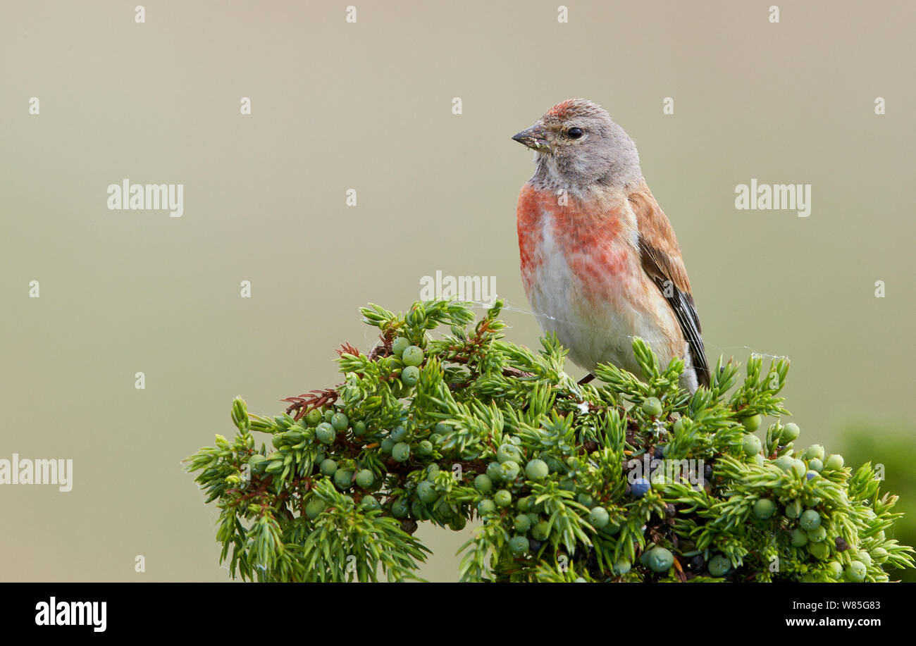 Eurasian linnet hi-res stock photography and images - Alamy
