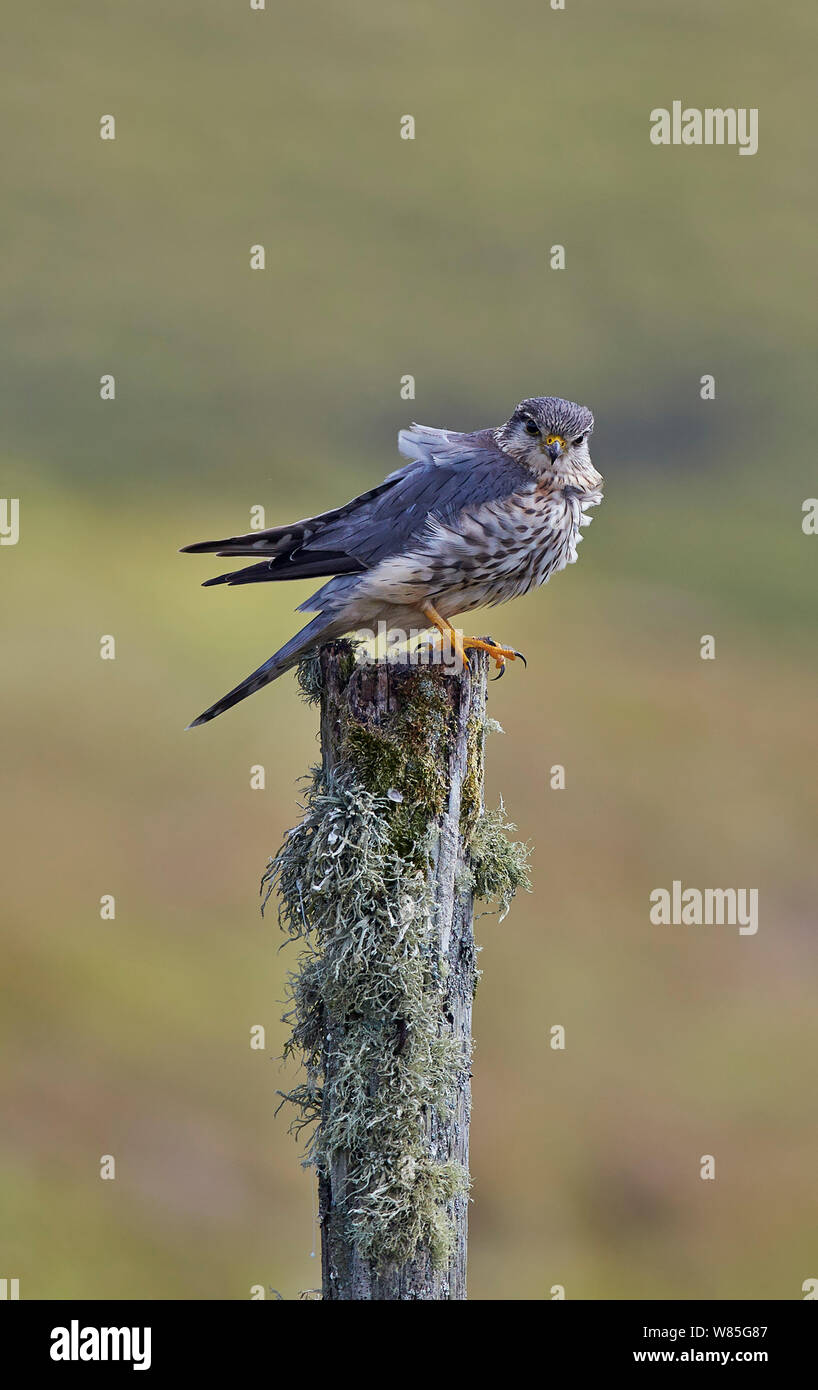 Merlin (Falco columbarius) male on tree stump, Shetland, Scotland, UK. July Stock Photo - Alamy