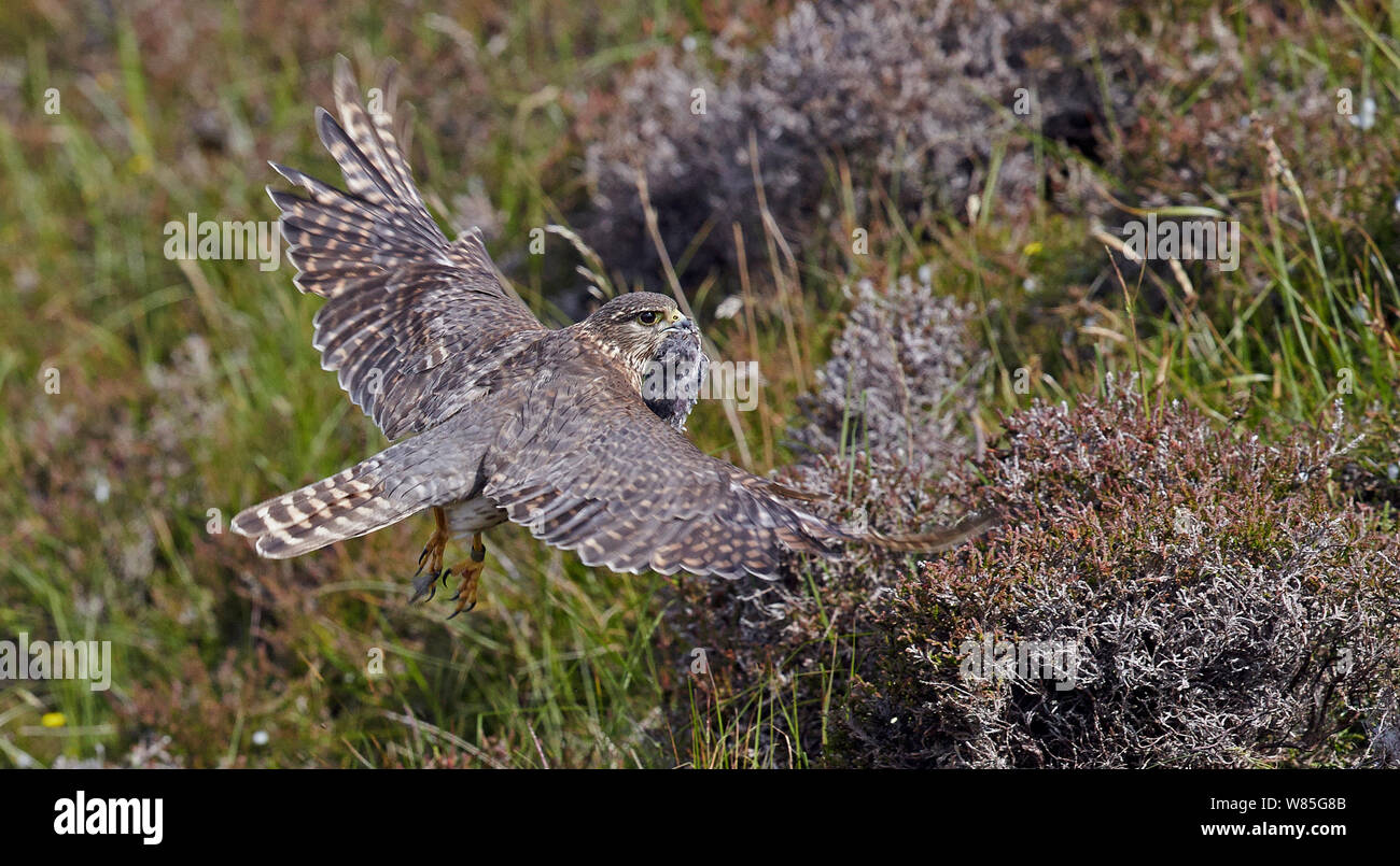 Female Merlin High Resolution Stock Photography and Images - Alamy