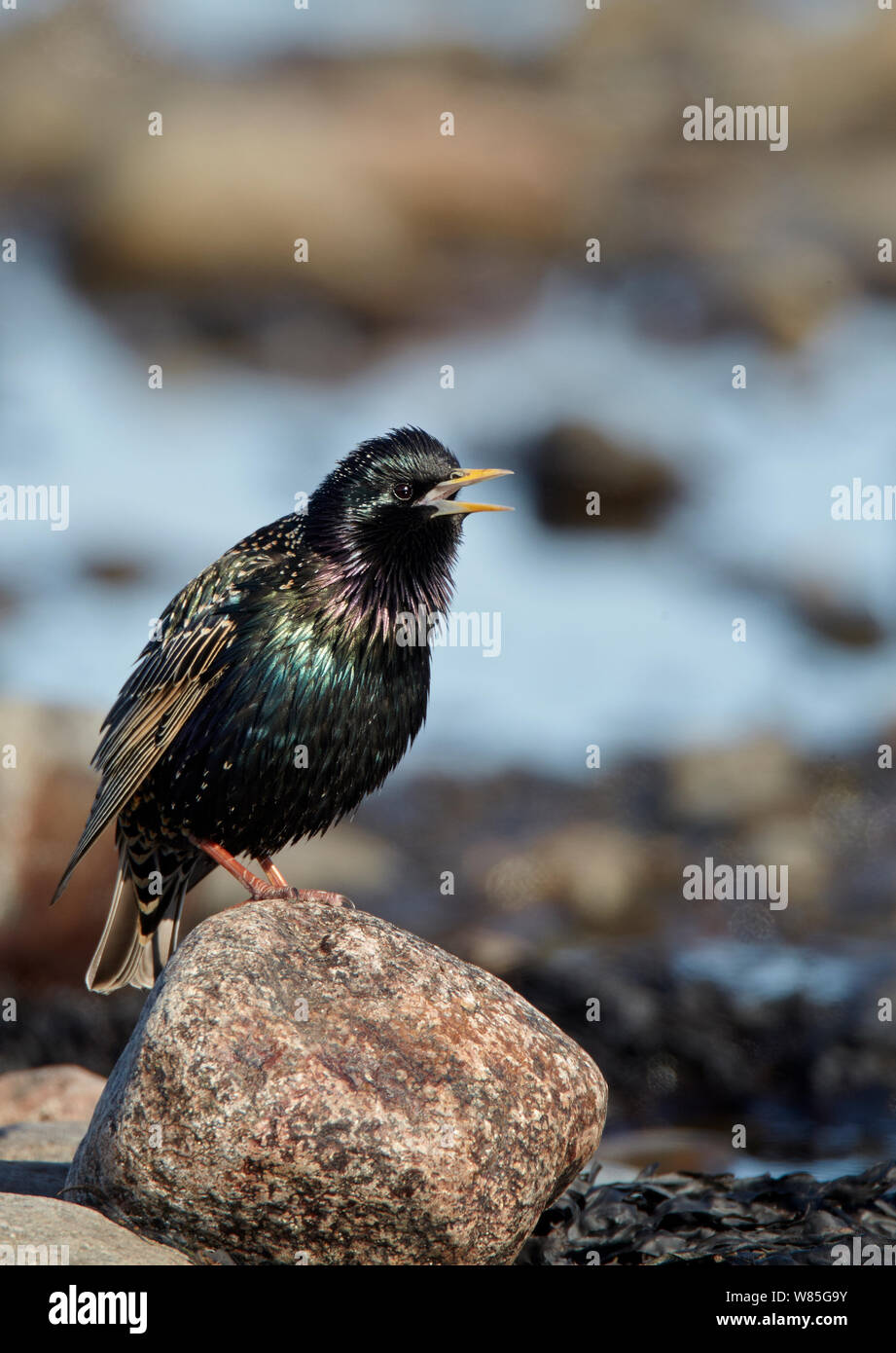 Common Starling singing (Sturnus vulgaris) Uto, Finland, April Stock ...