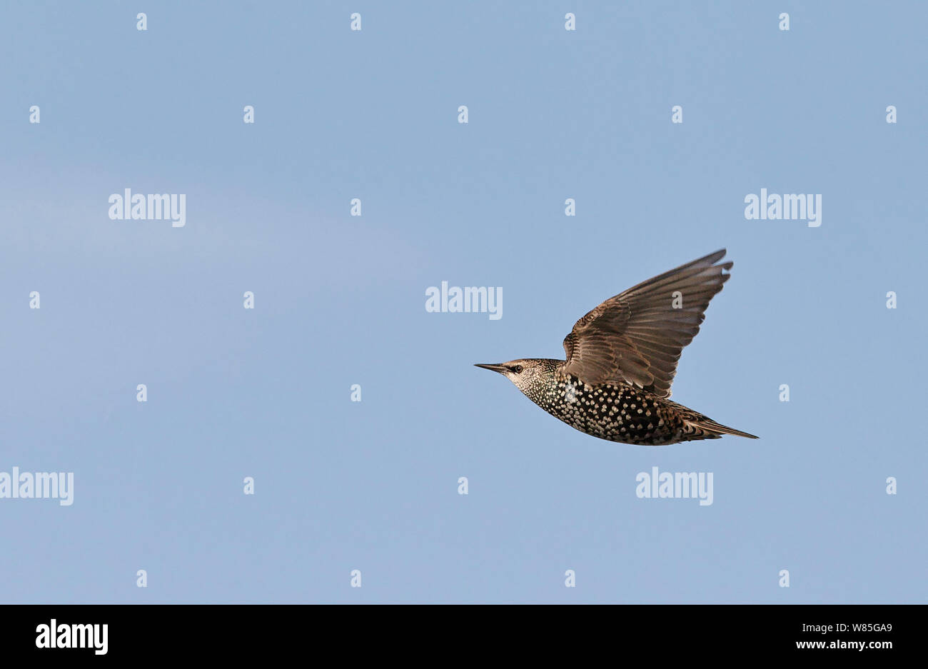 Common Starling (Sturnus vulgaris) in flight, Uto, Finland, October ...
