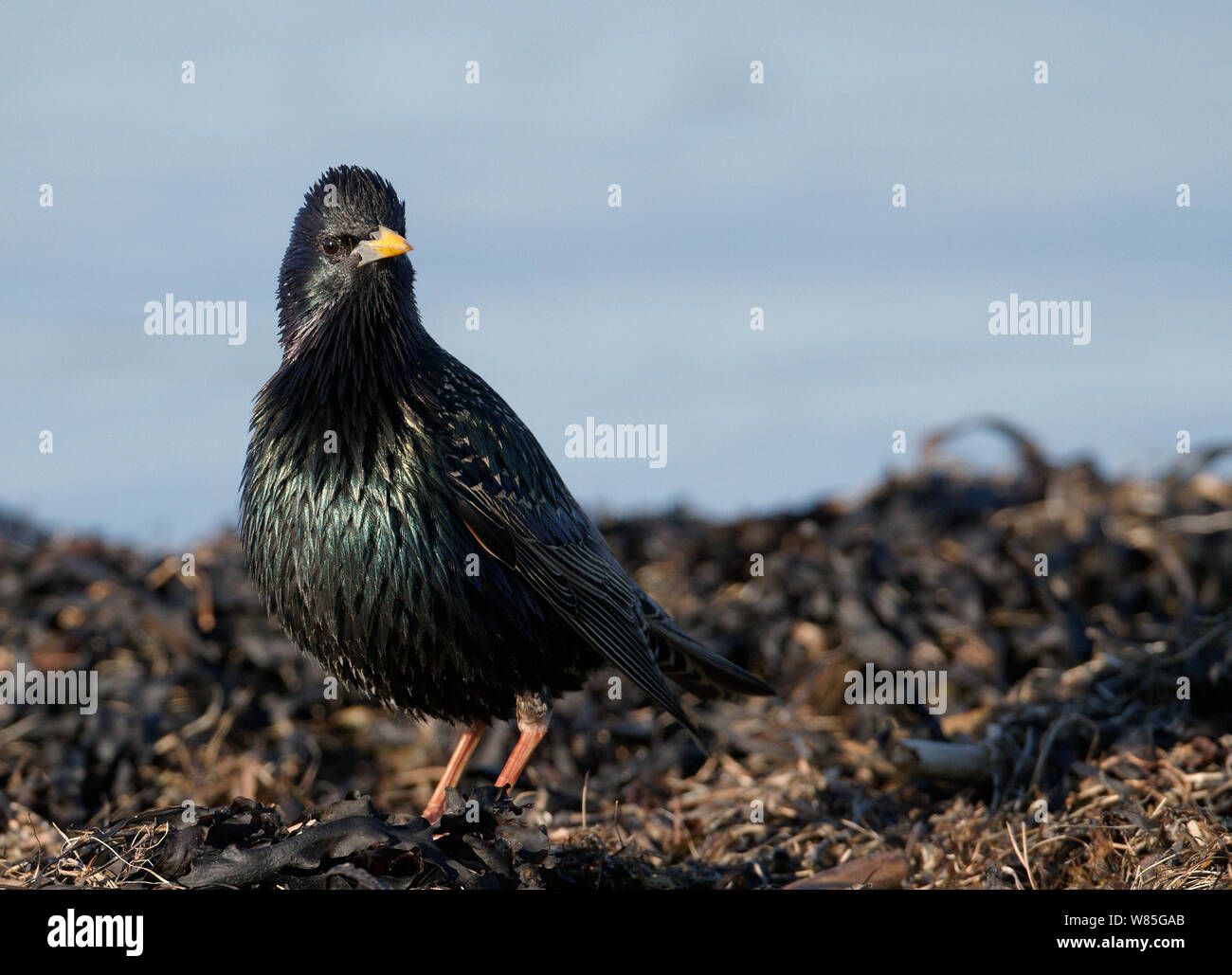 Eurasian starling hi-res stock photography and images - Alamy