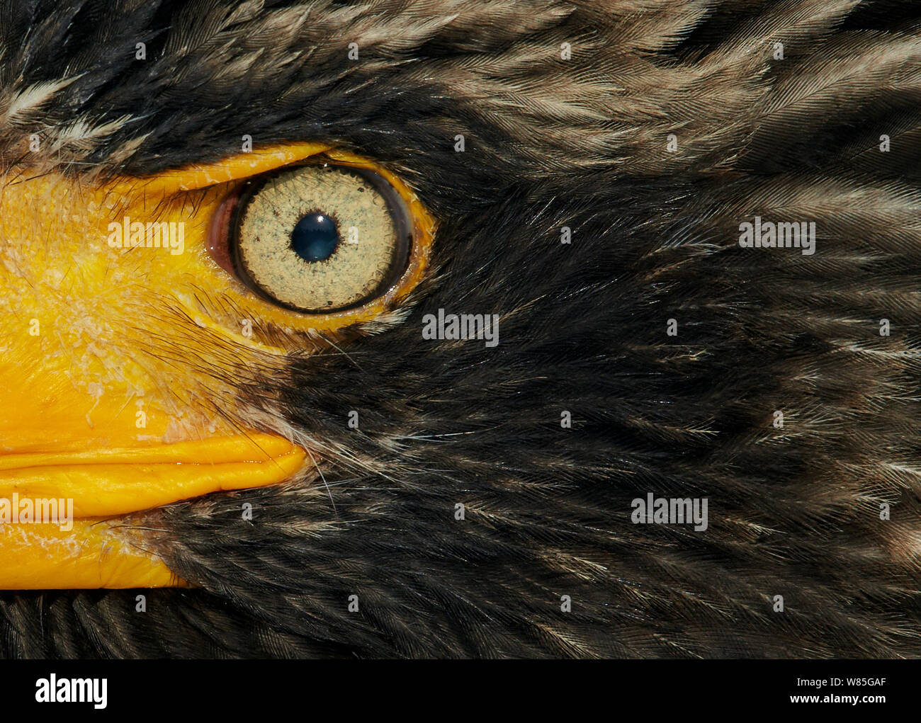 Eagle eye close up hi-res stock photography and images - Alamy