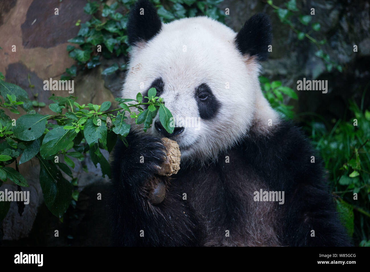 A Giant panda eats mooncake-shaped fodder in Hangzhou zoo in Hangzhou ...