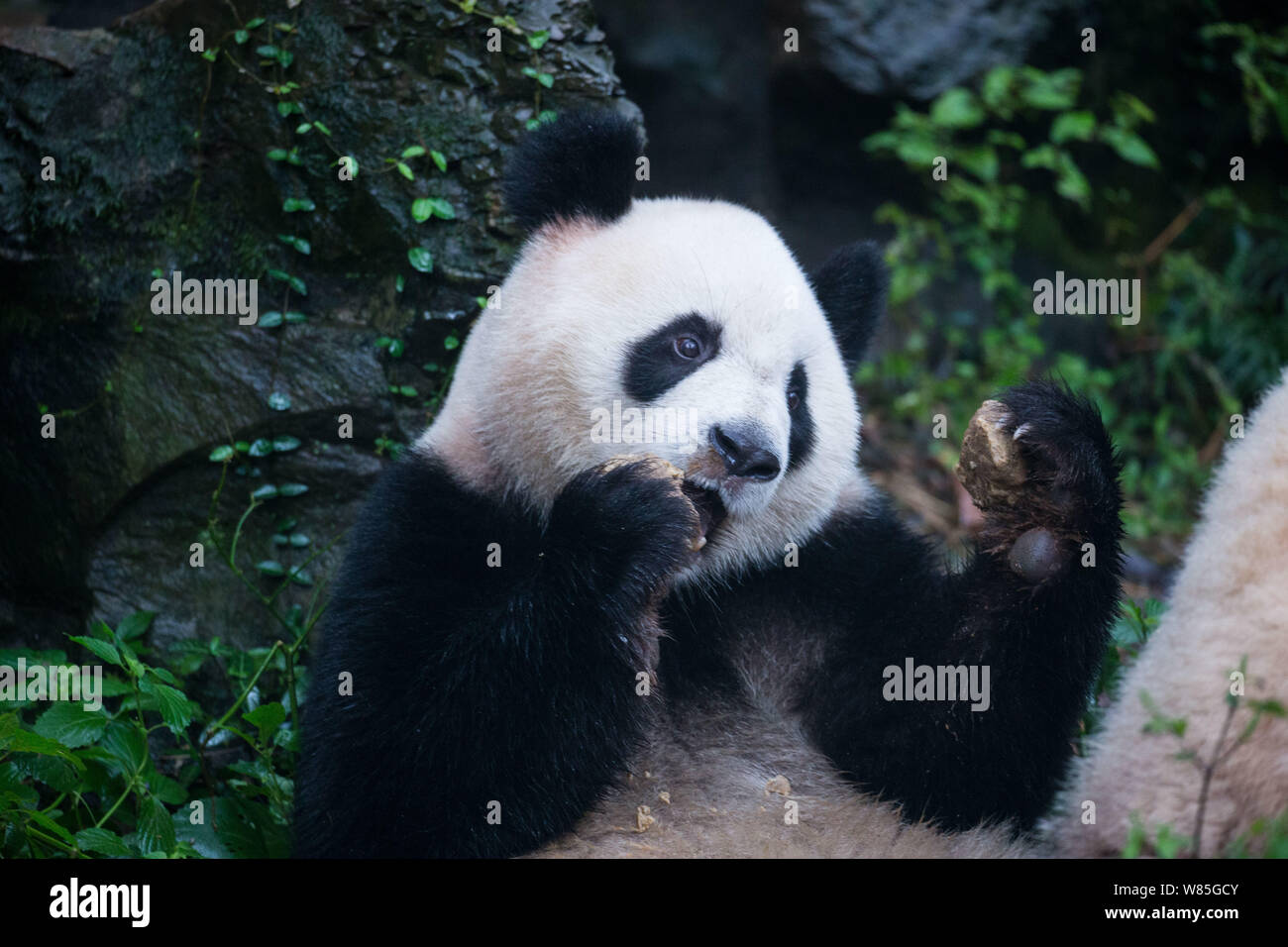 A Giant panda eats mooncake-shaped fodder in Hangzhou zoo in Hangzhou ...